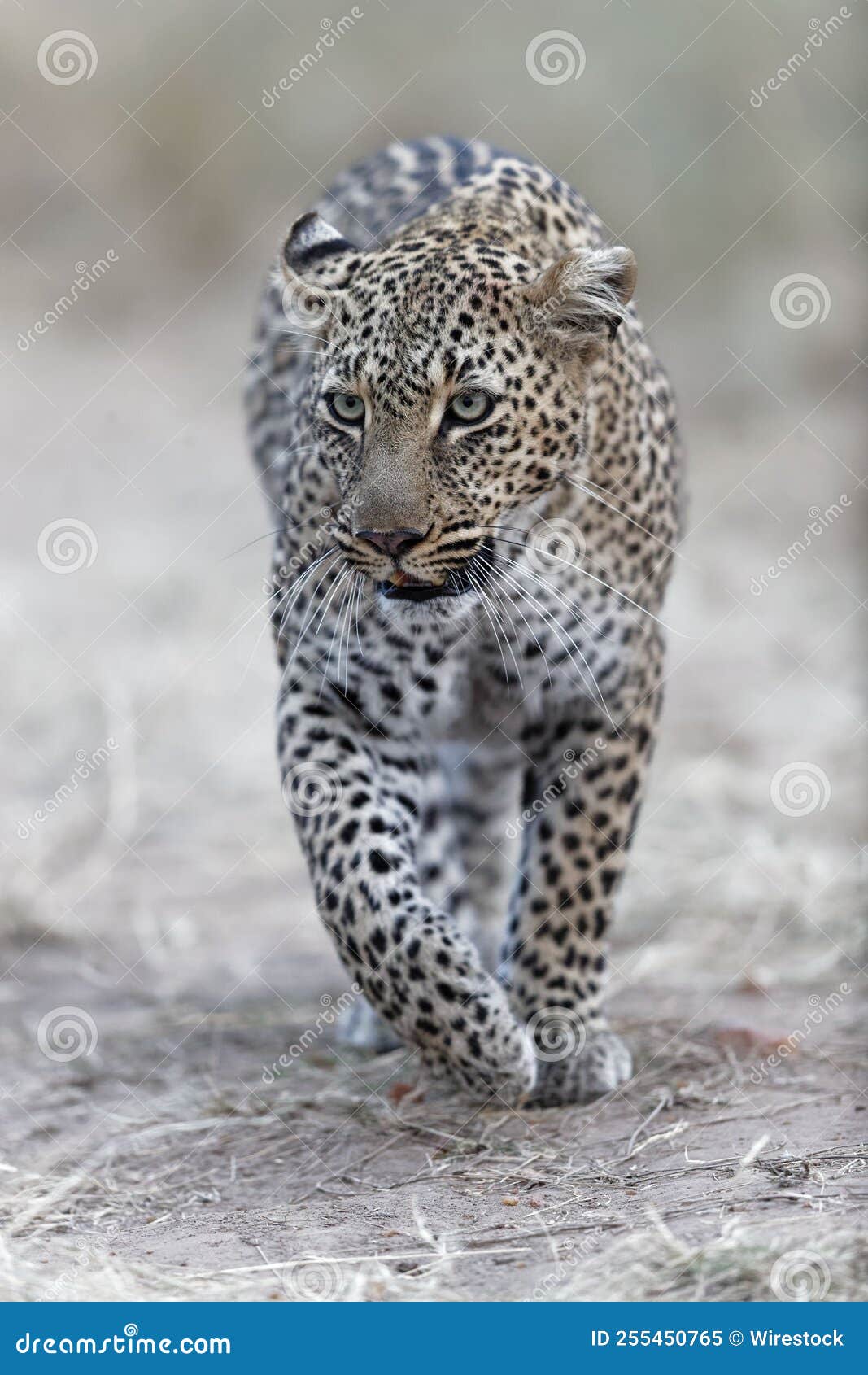 Leopard in the African Savannah Stock Image - Image of serengeti, park ...