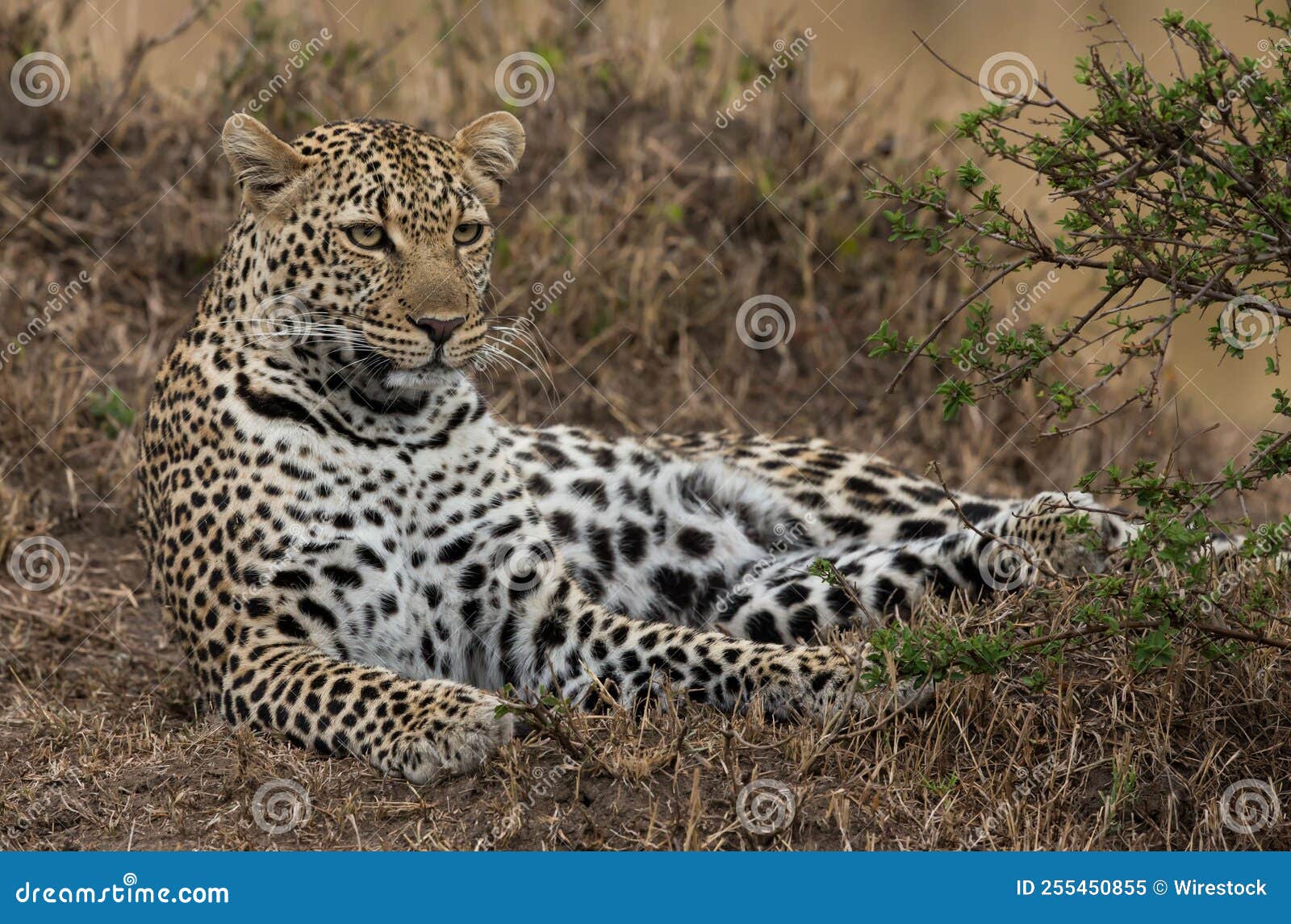 Leopard in the African Savannah Stock Image - Image of carnivore ...
