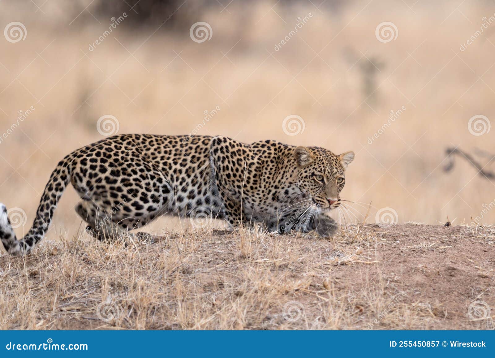 Leopard in the African Savannah Stock Image - Image of panthera ...