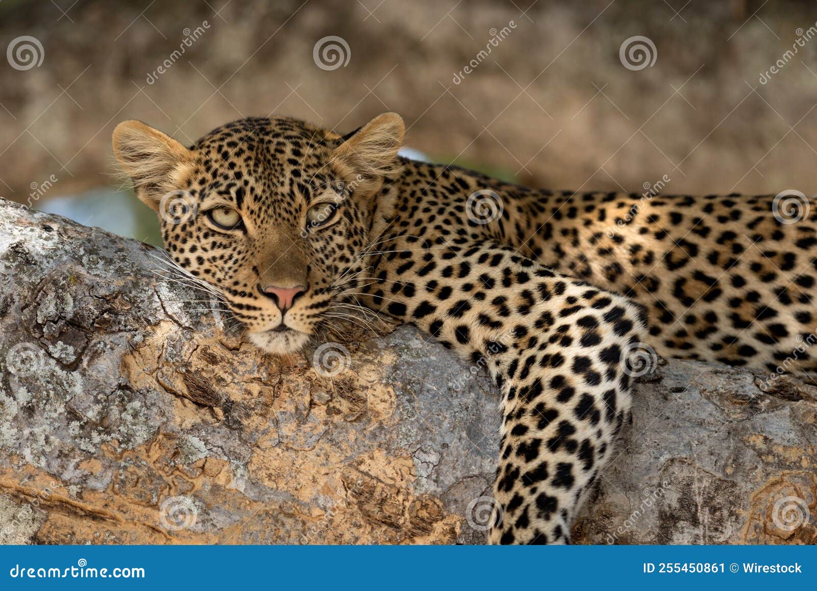 Leopard in the African Savannah Stock Image - Image of background ...