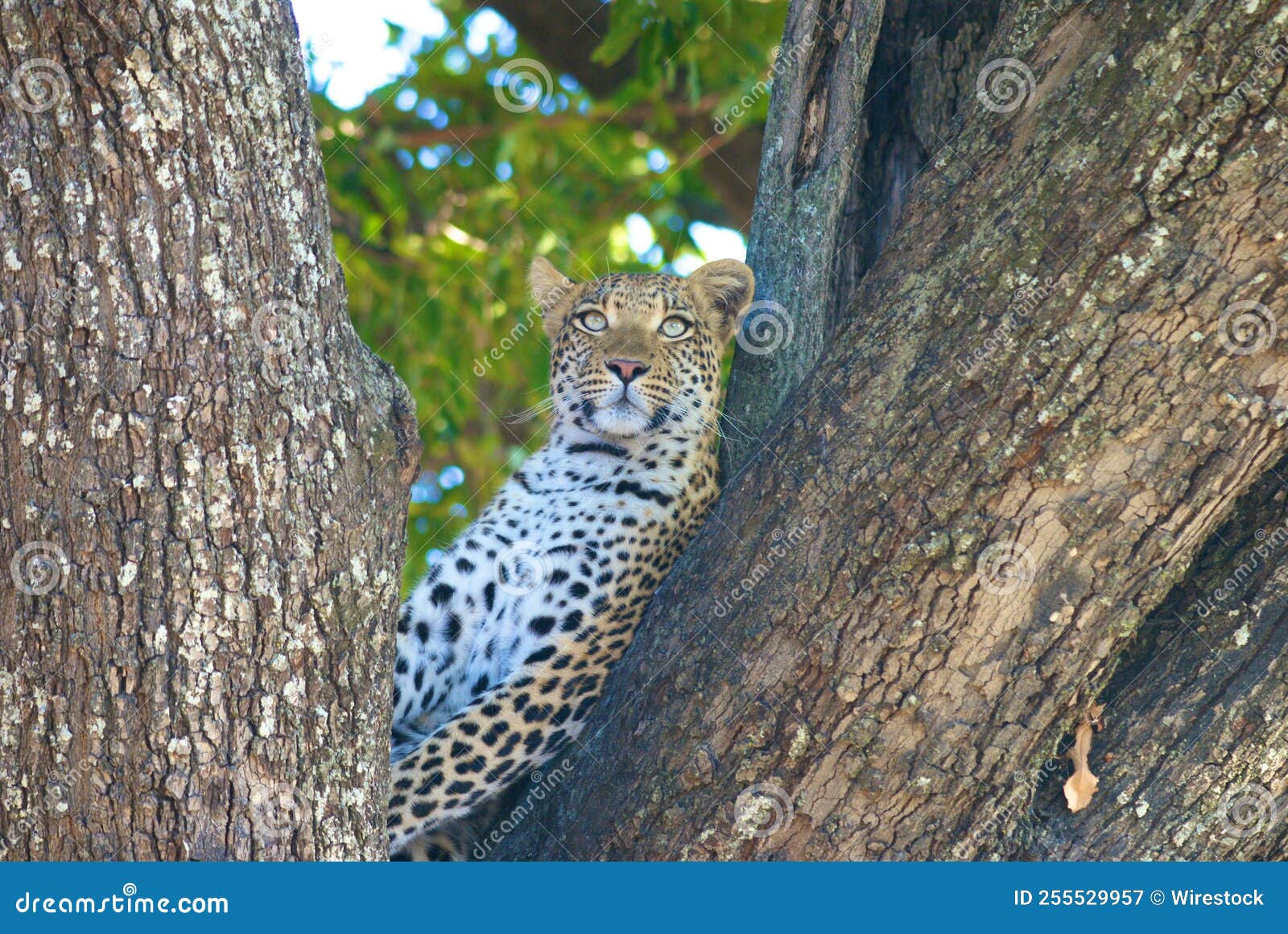 Leopard in the African Savannah Stock Image - Image of crater, national ...