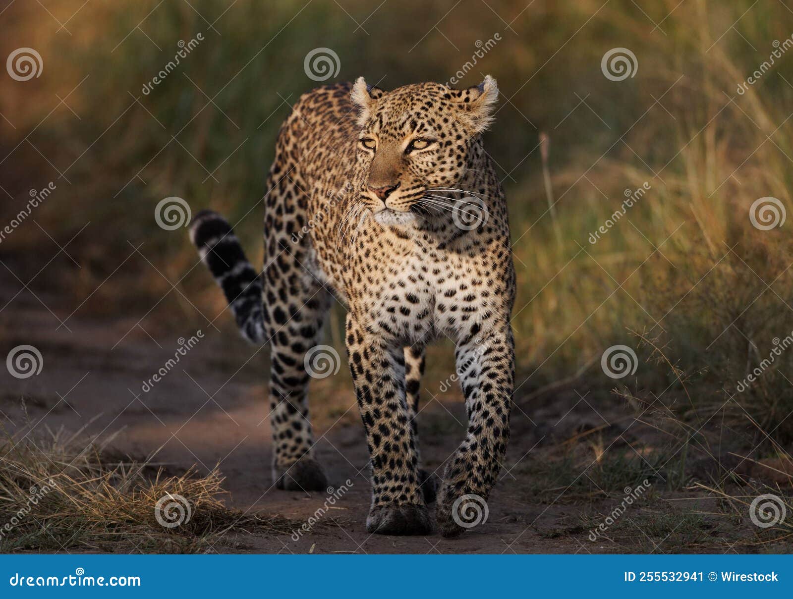 Leopard in the African Savannah Stock Image - Image of mammal, nature ...