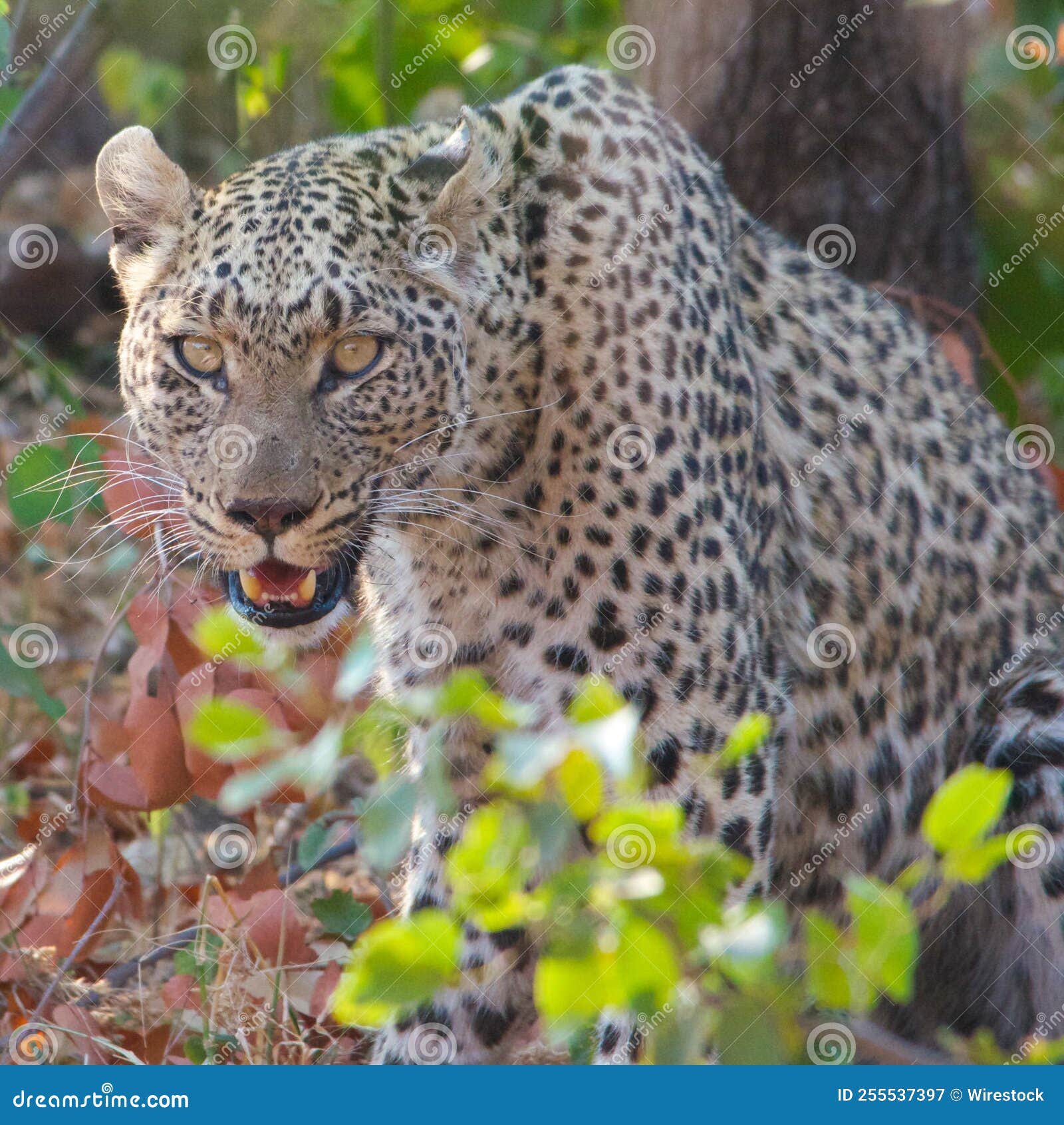 Leopard in the African Savannah Stock Image - Image of park, pardus ...