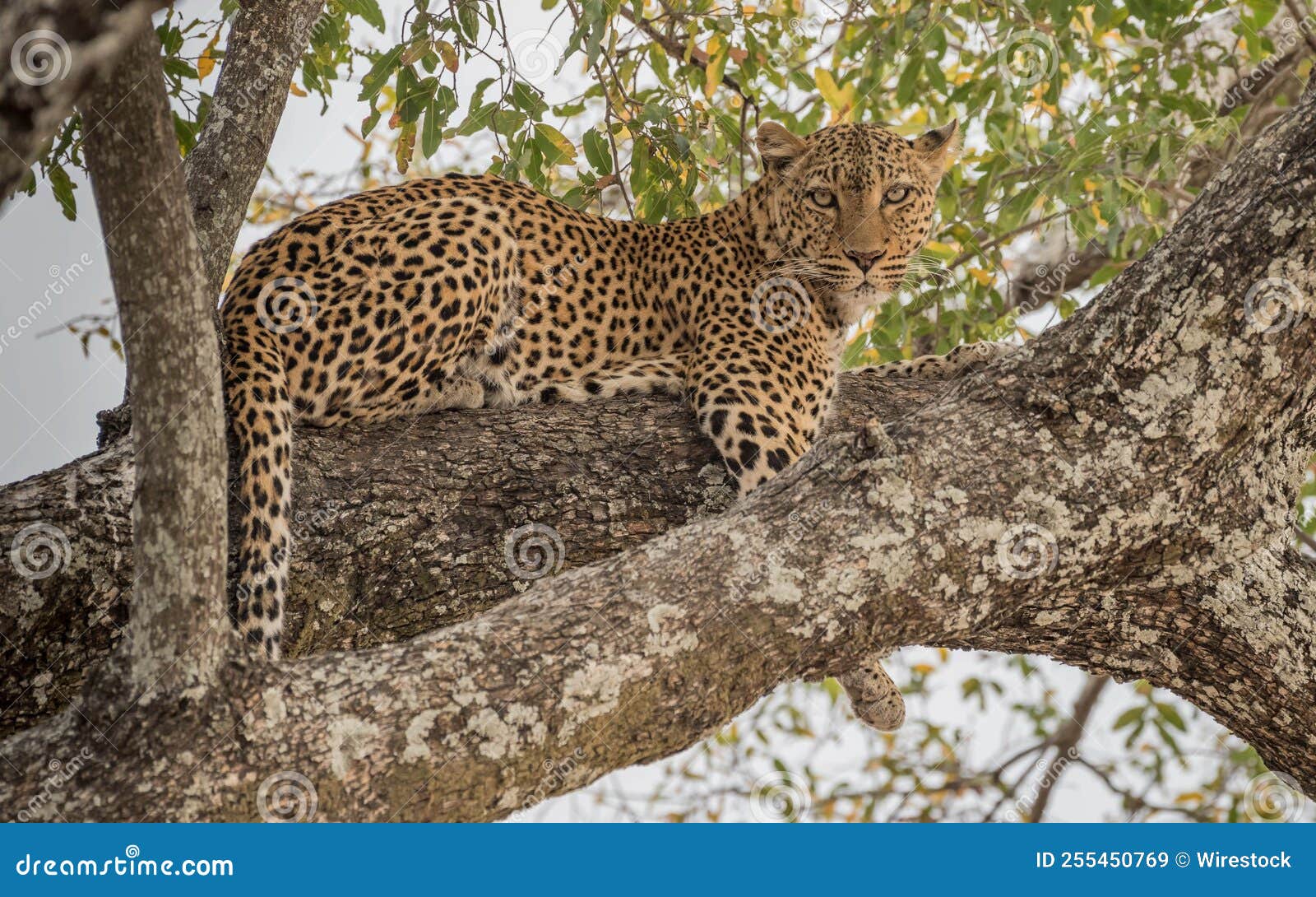 Leopard in the African Savannah Stock Image - Image of animal ...