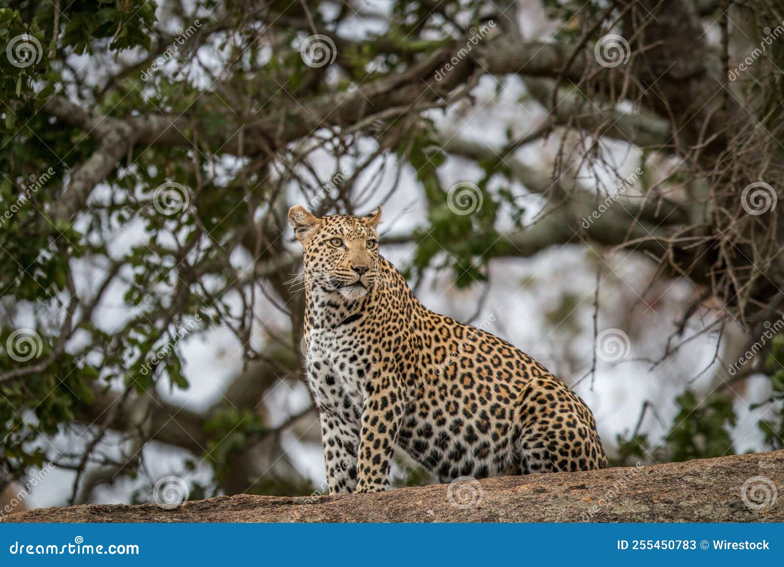 Leopard in the African Savannah Stock Image - Image of mammal, tree ...