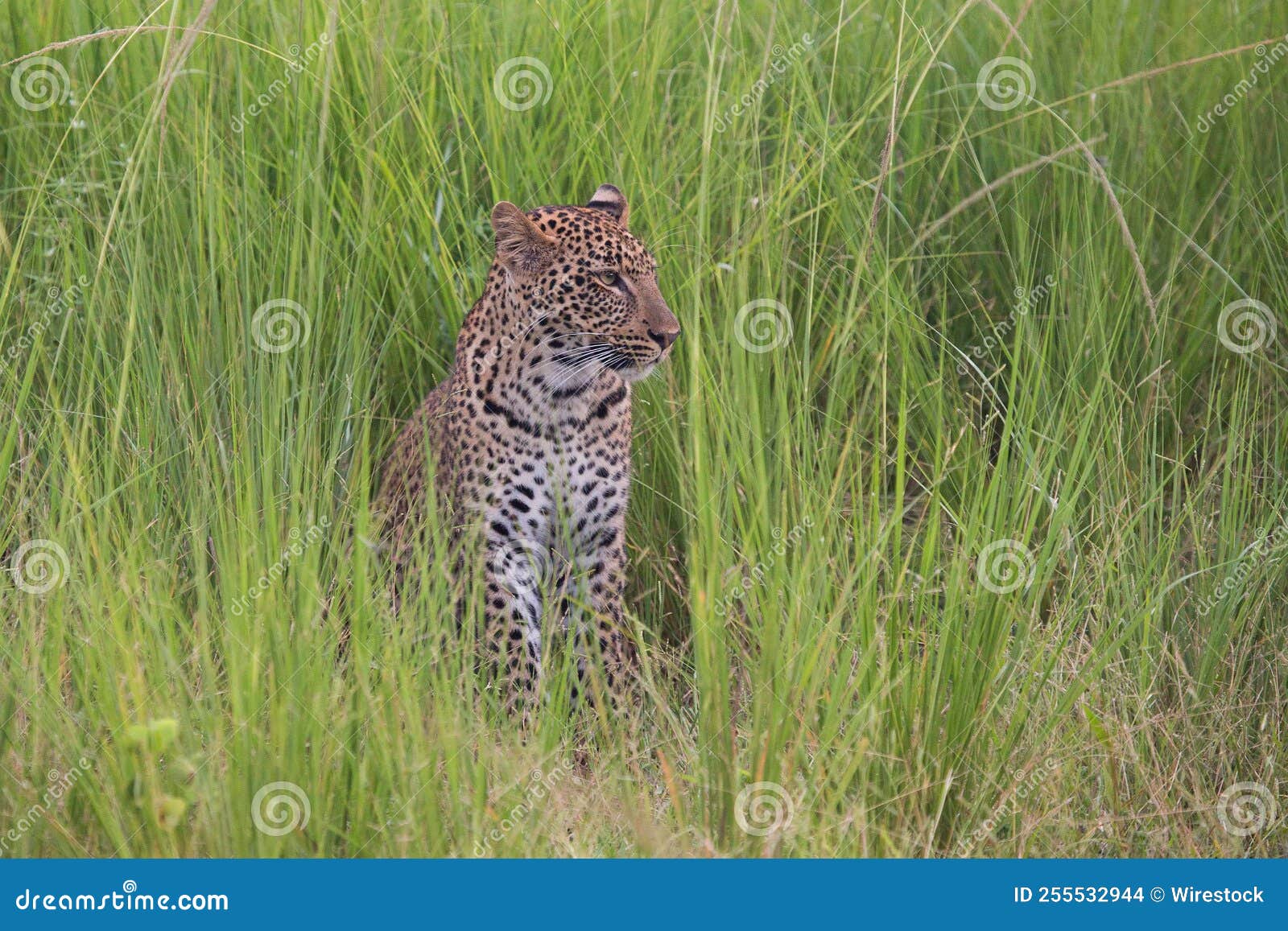 Leopard in the African Savannah Stock Photo - Image of kenya, natural ...