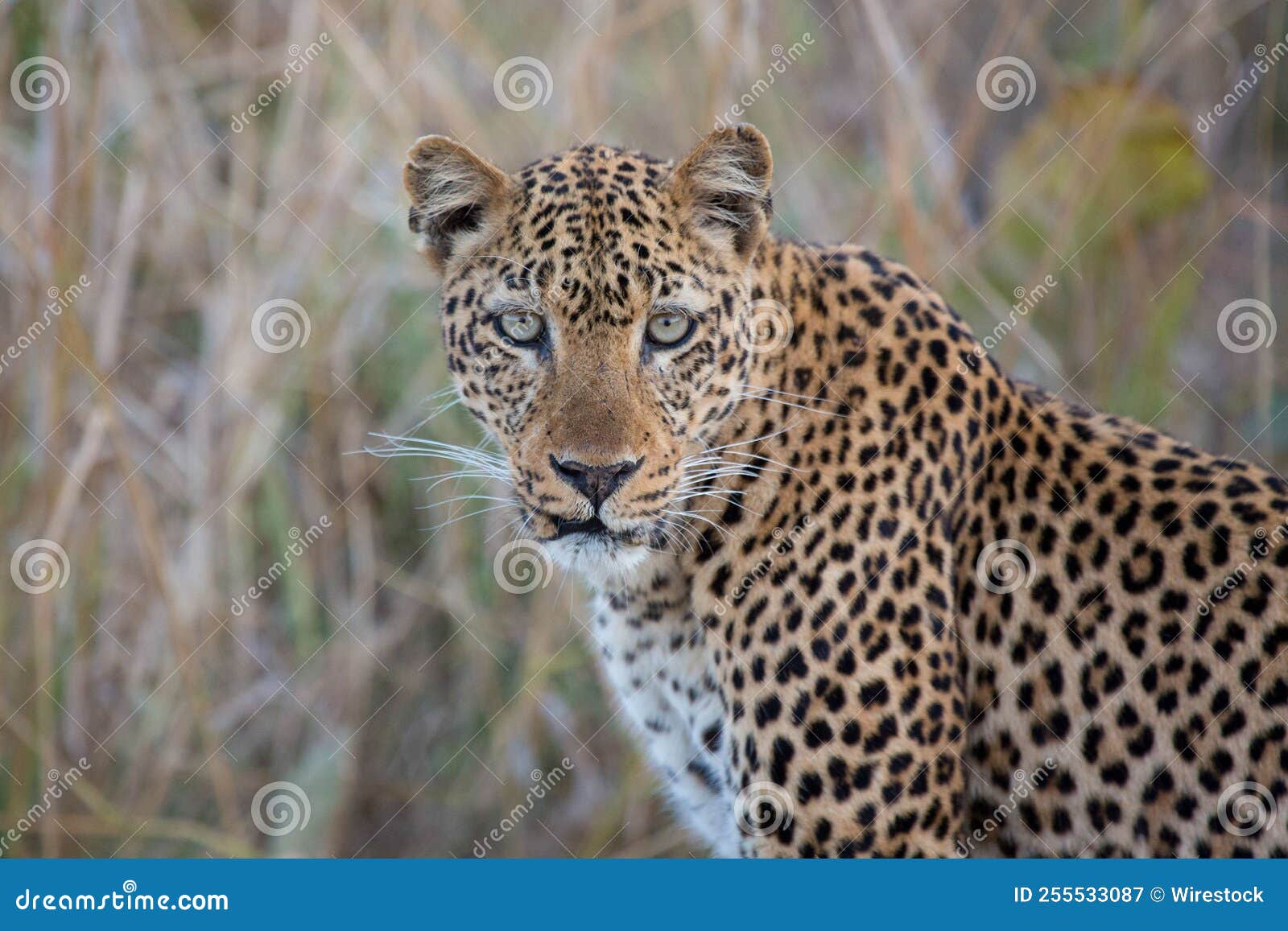 Leopard in the African Savannah Stock Image - Image of wild, mara ...
