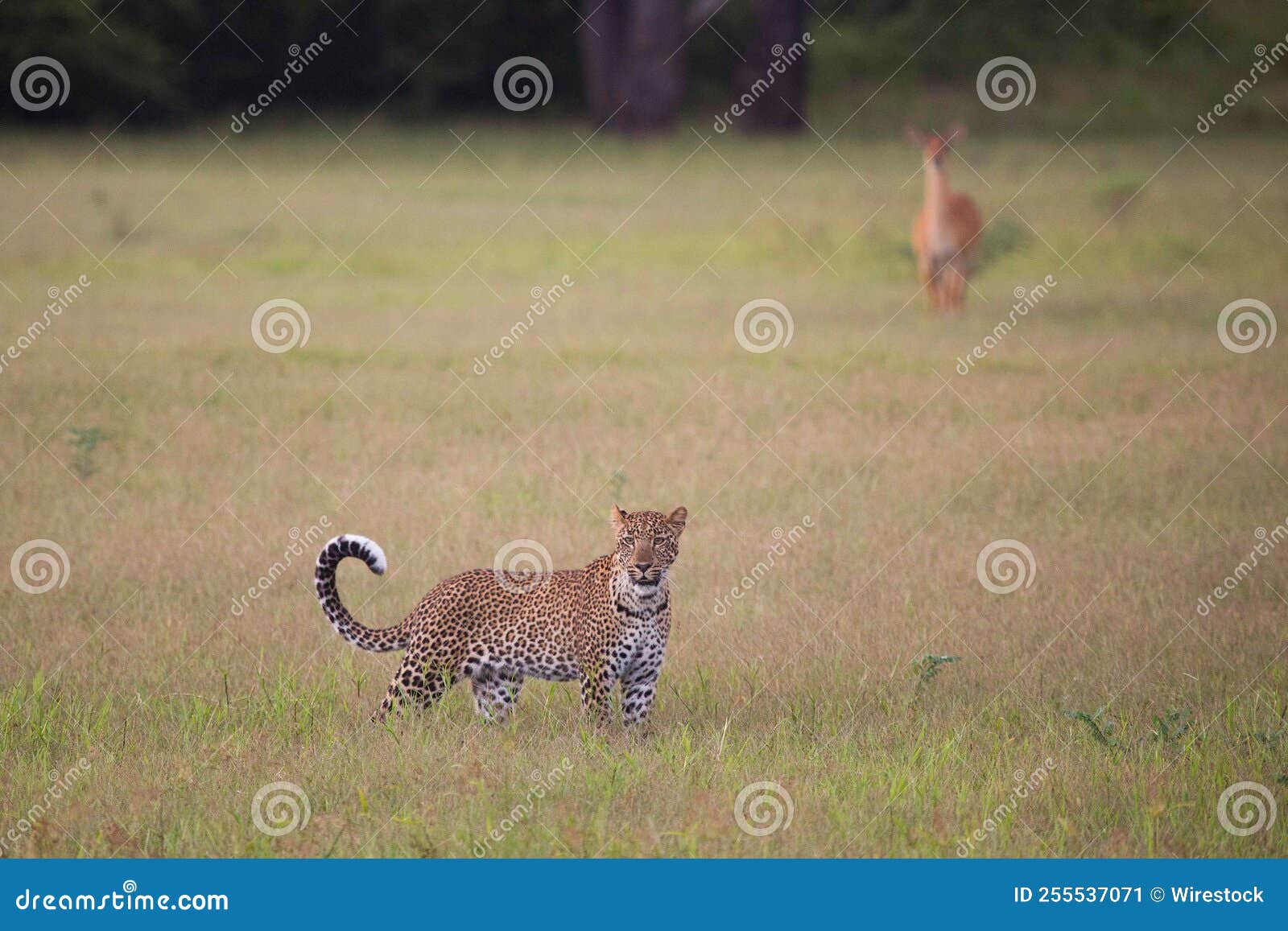 Leopard in the African Savannah Stock Image - Image of national, park ...