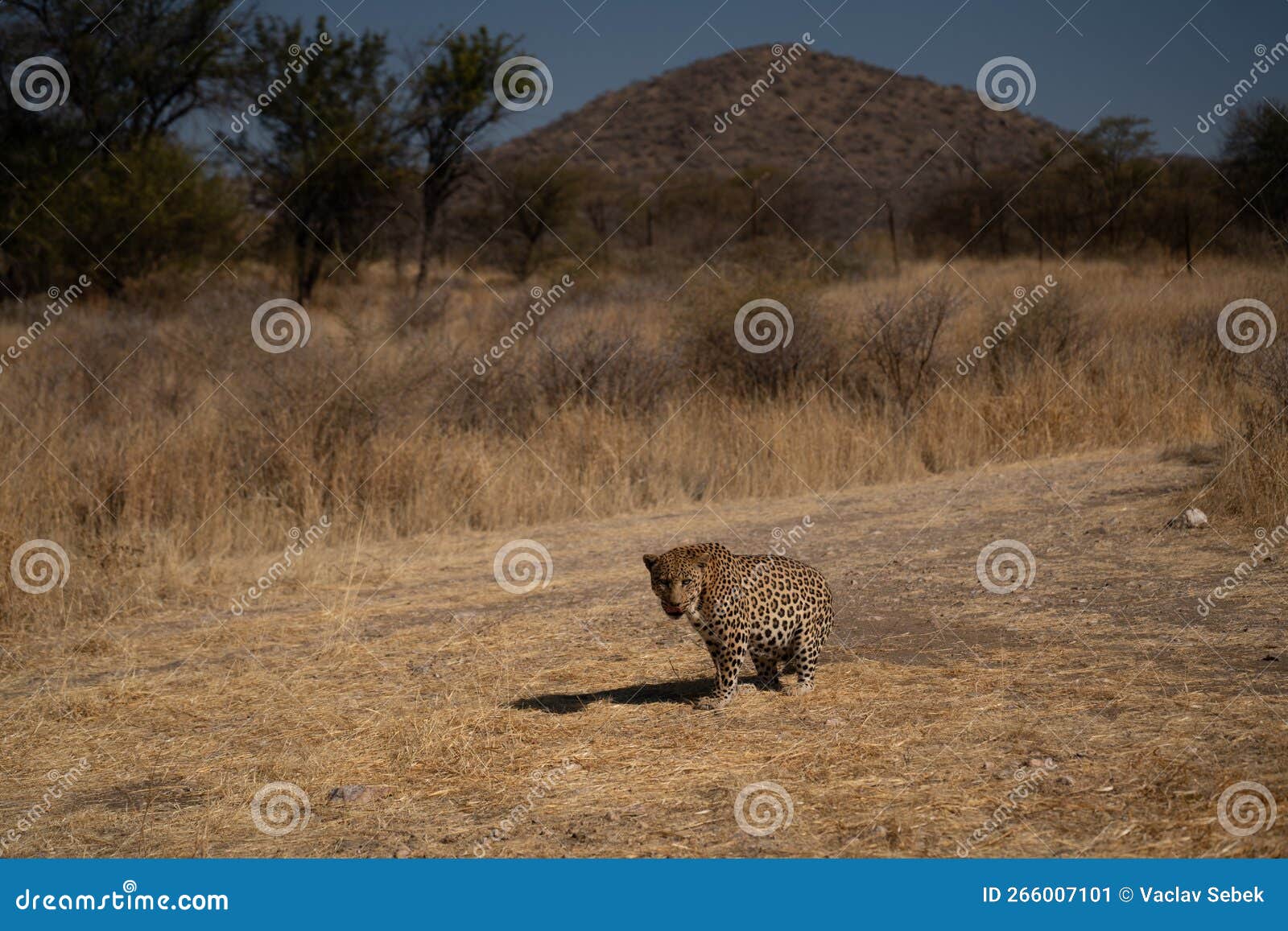 Leopard in the African Savannah Stock Image - Image of nature, angry ...