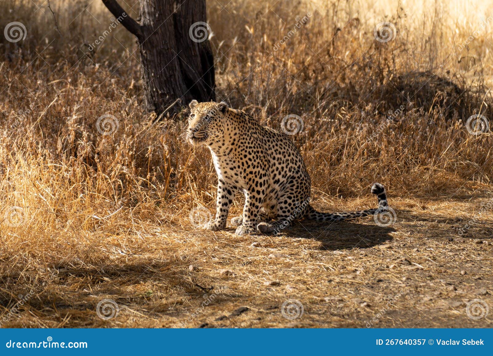 Leopard in the African Savannah Stock Image - Image of feline, outdoor ...