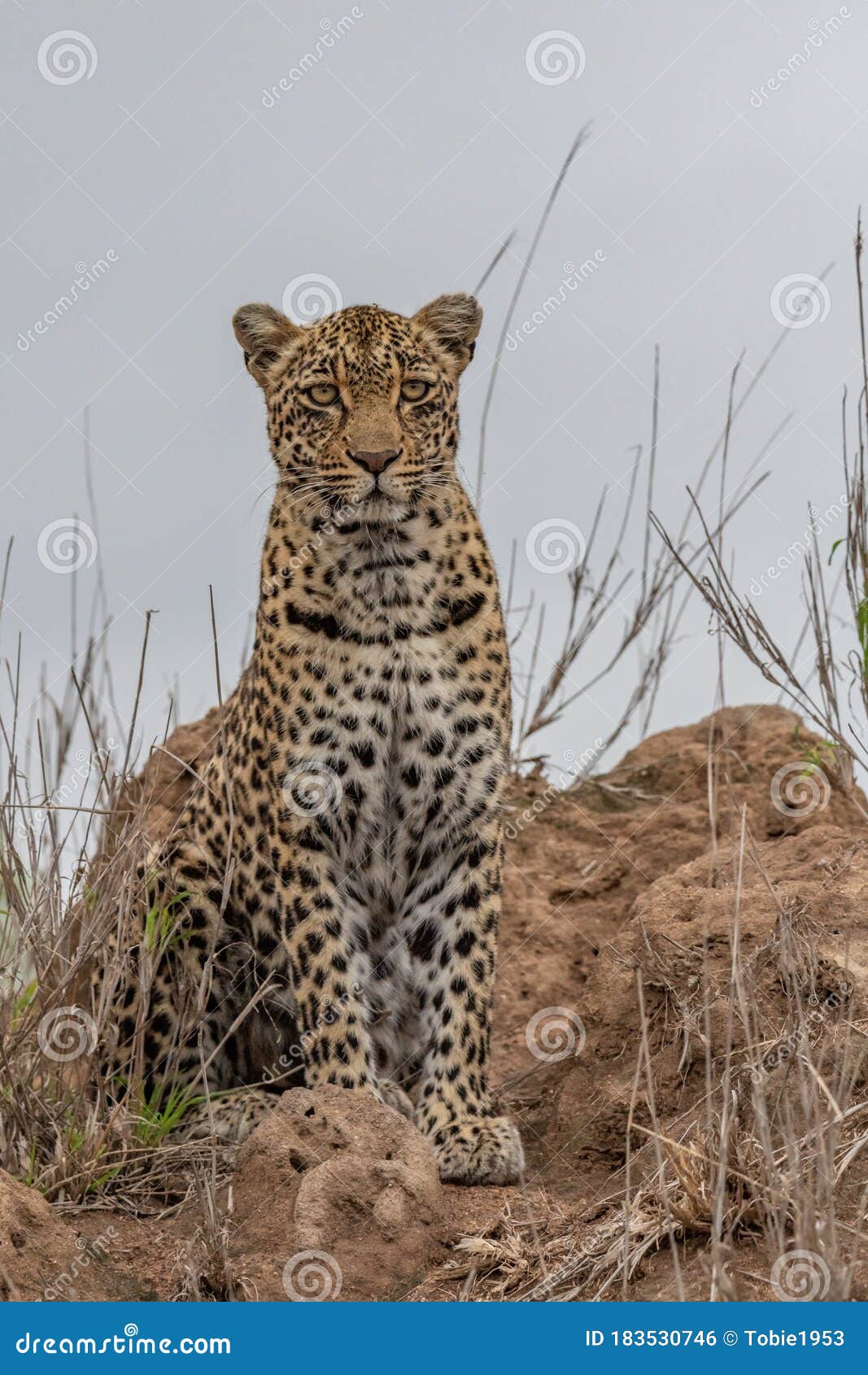 Leopard Against Grey Late Afternoon Sky Stock Photo - Image of grey ...