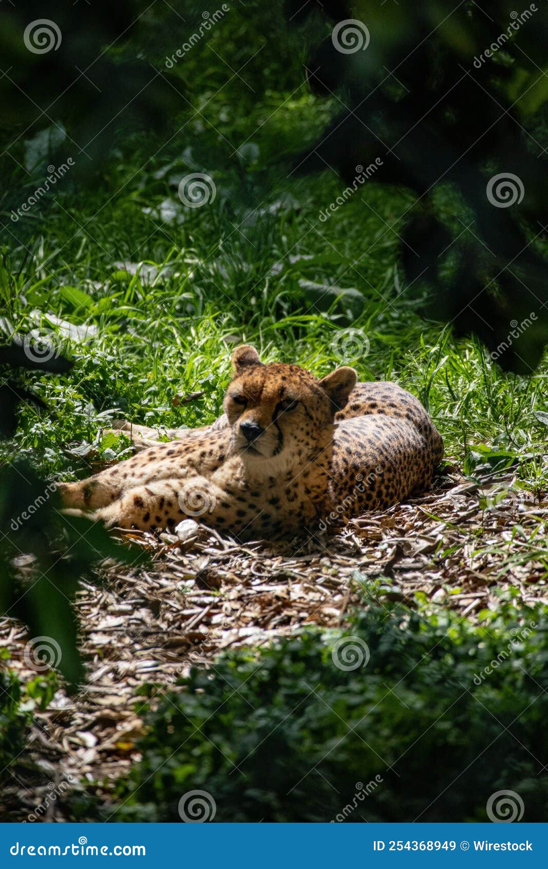 Leopard Alertly Lying on the Ground in a Forest Stock Image - Image of ...