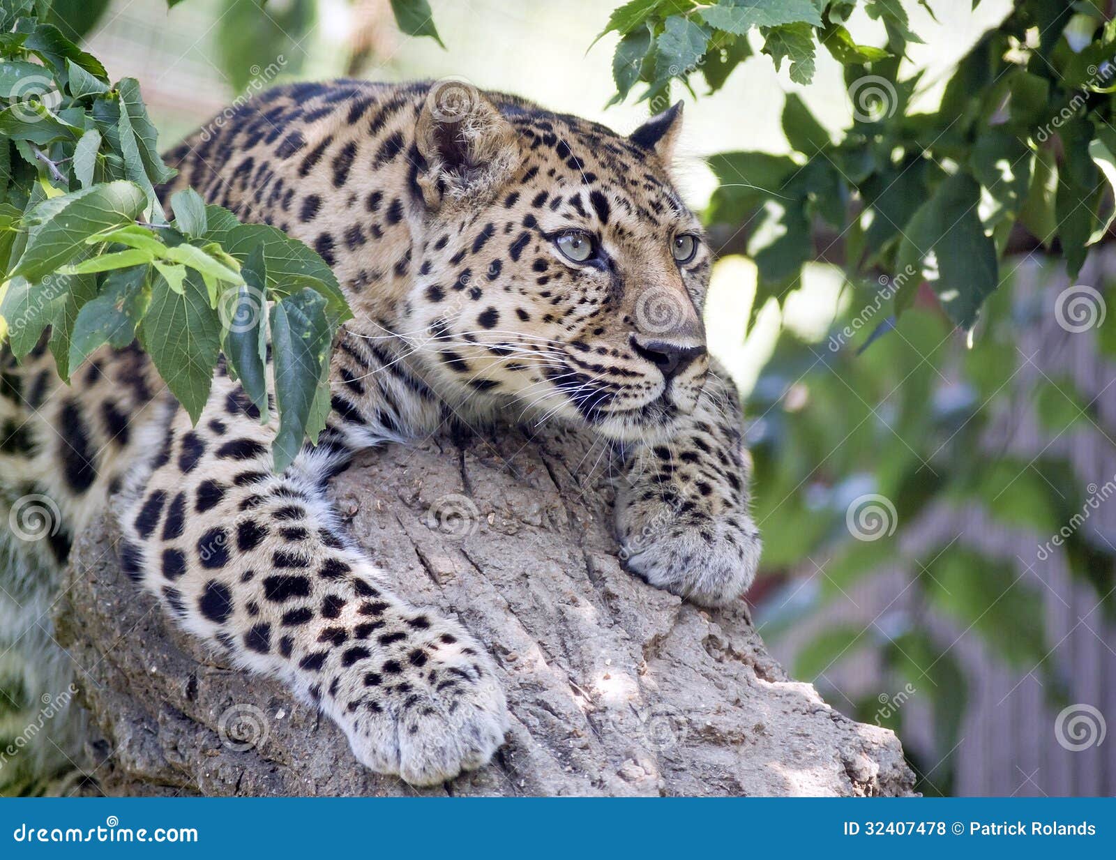 Leopard stock photo. Image of africa, fast, animal, furry - 32407478