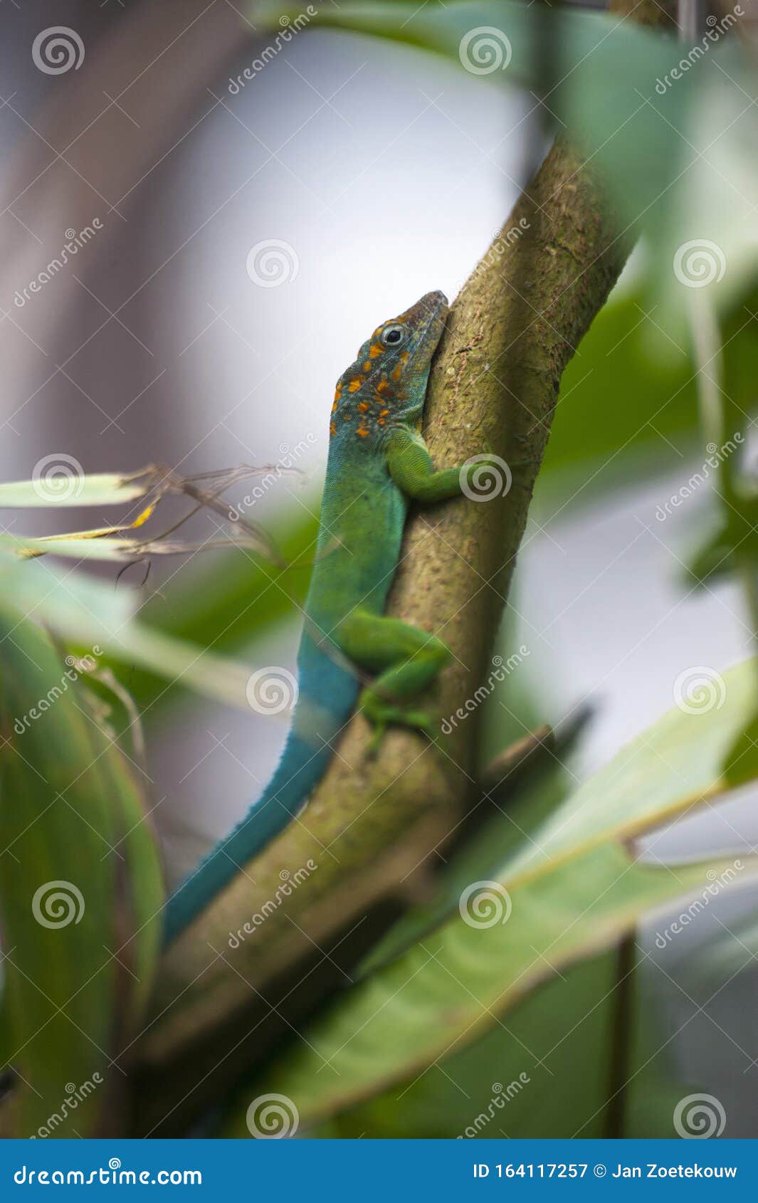 Anolis Marmoratus Speciosus Lizard Royalty-Free Stock Photo ...