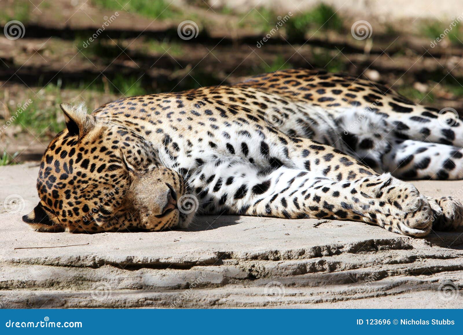 Leopard Asleep Lazing In The Sun Picture. Image: 123696