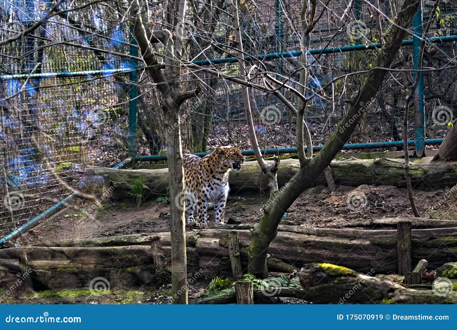 Leopard in the Aviary at the Zoo Stock Image - Image of predator, sunny ...