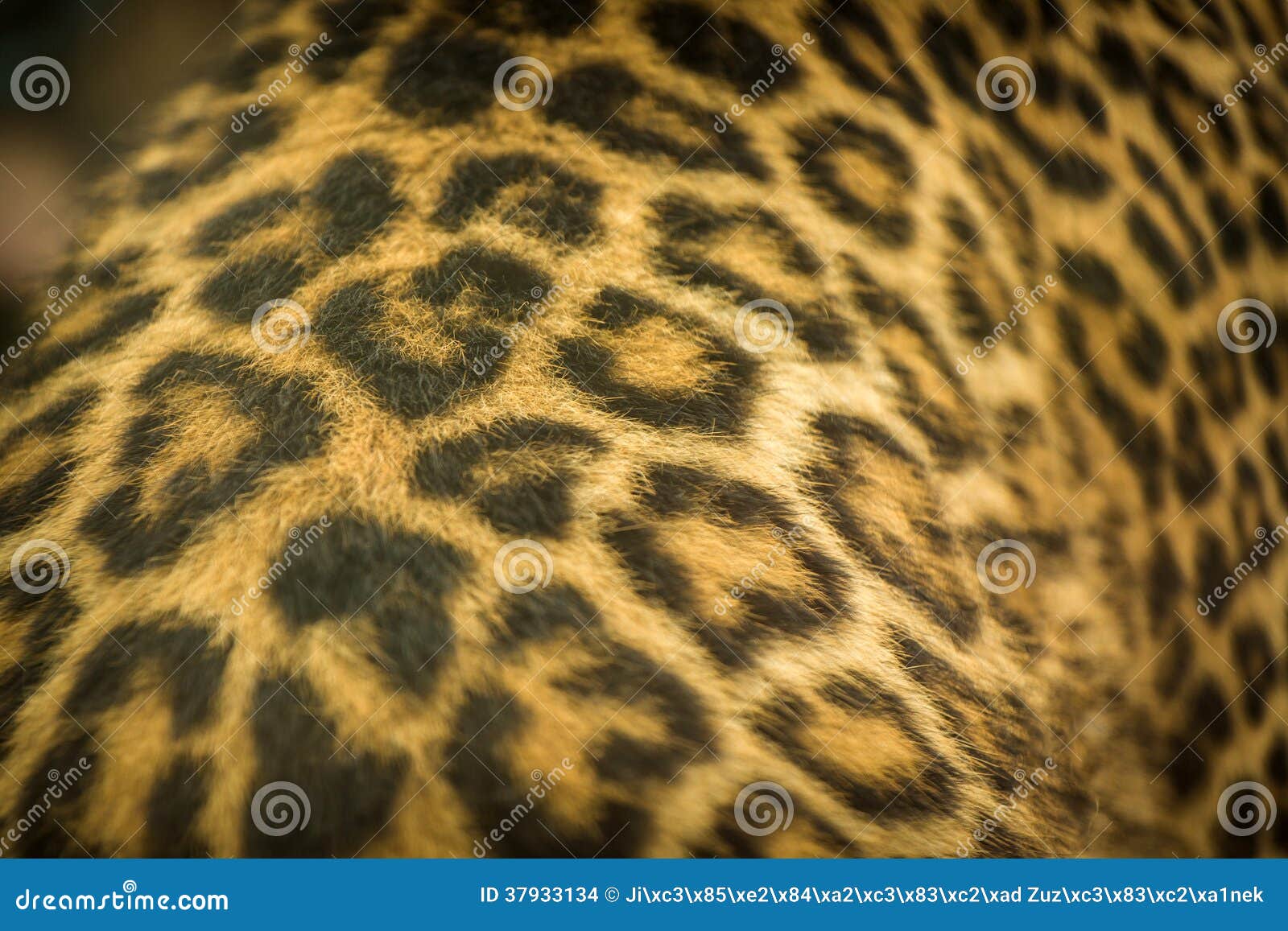 6,455 Leopard Beast Stock Photos - Free & Royalty-Free Stock Photos ...