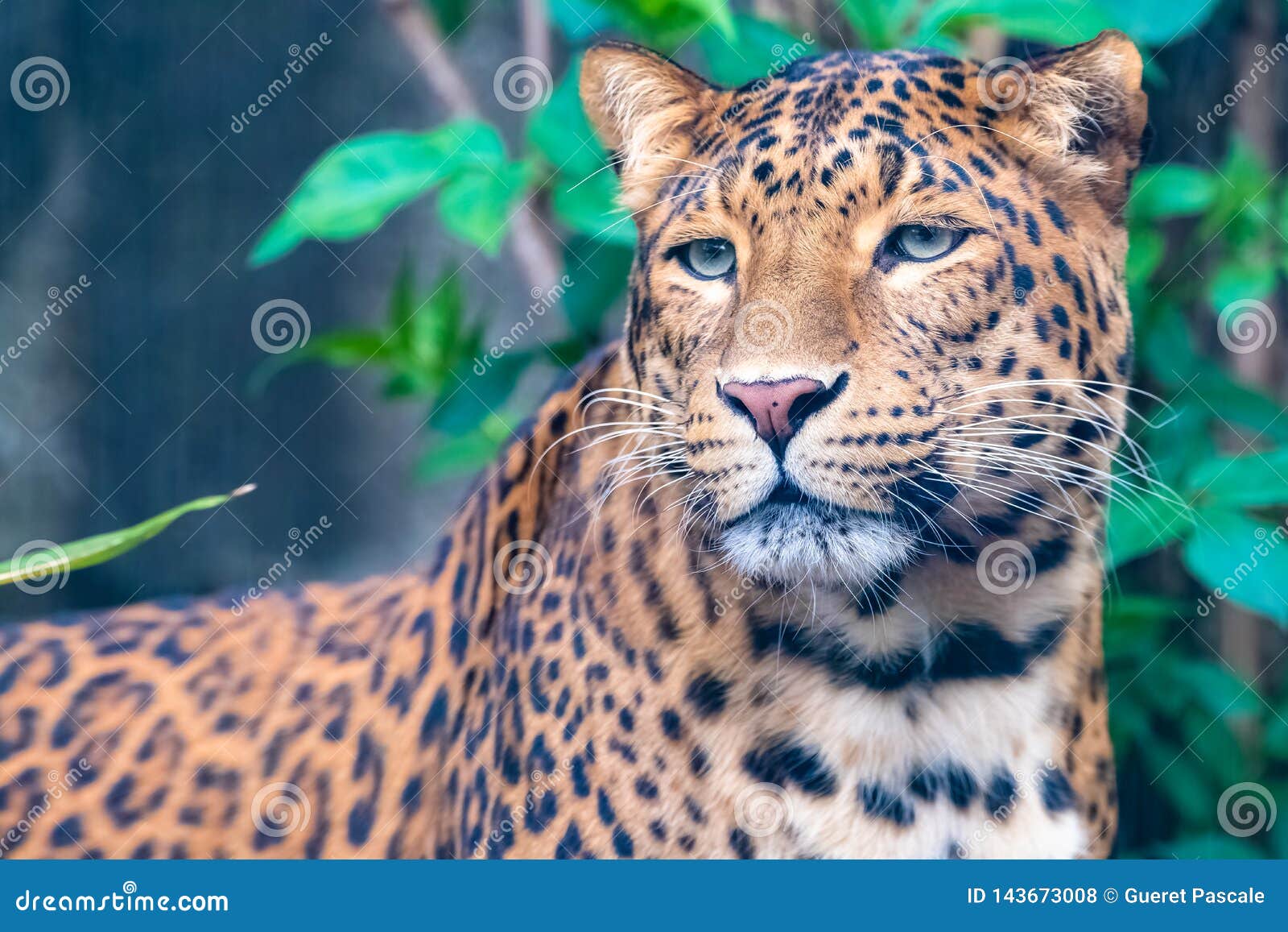 Leopard, panther stock photo. Image of dangerous, exotic - 143673008