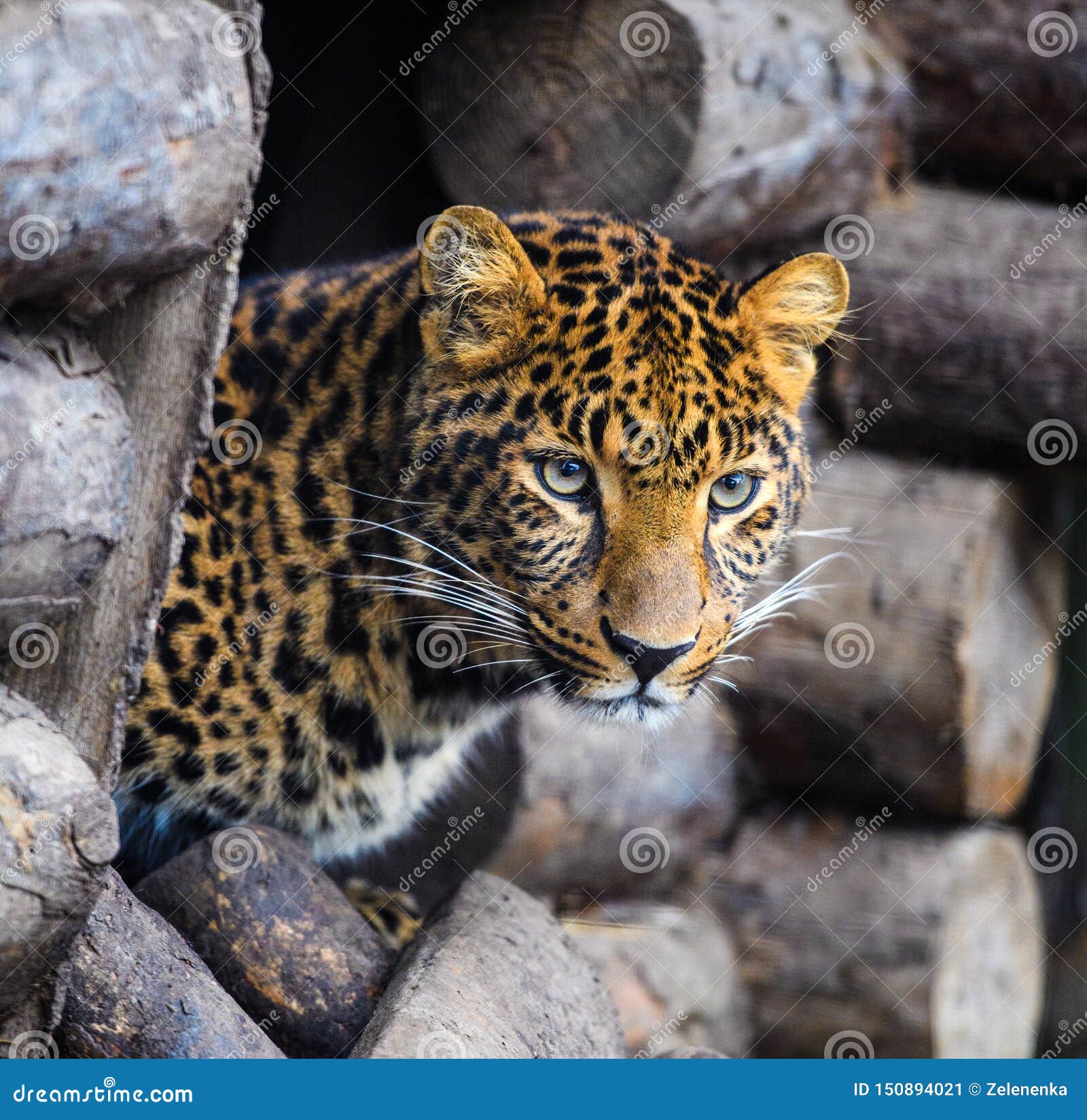 Leopard, Beautiful Portrait Stock Image - Image of face, panthera ...