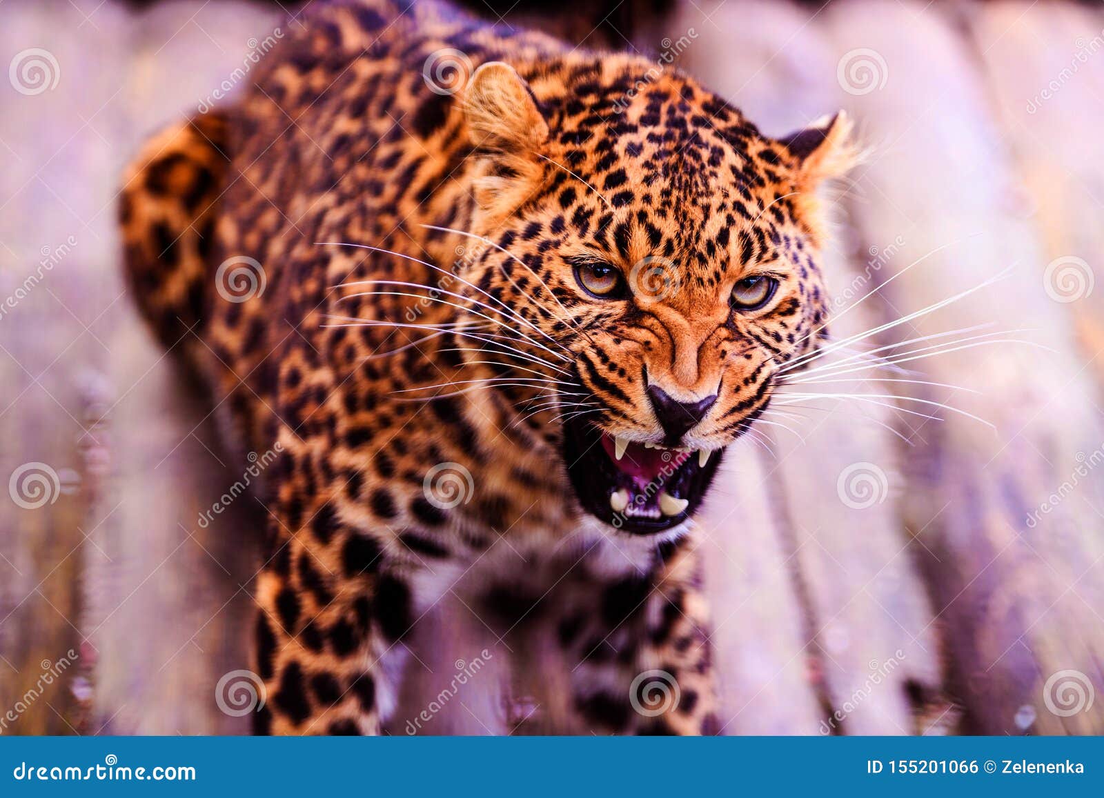 Leopard, Beautiful Portrait . Animal World Stock Photo - Image of ...