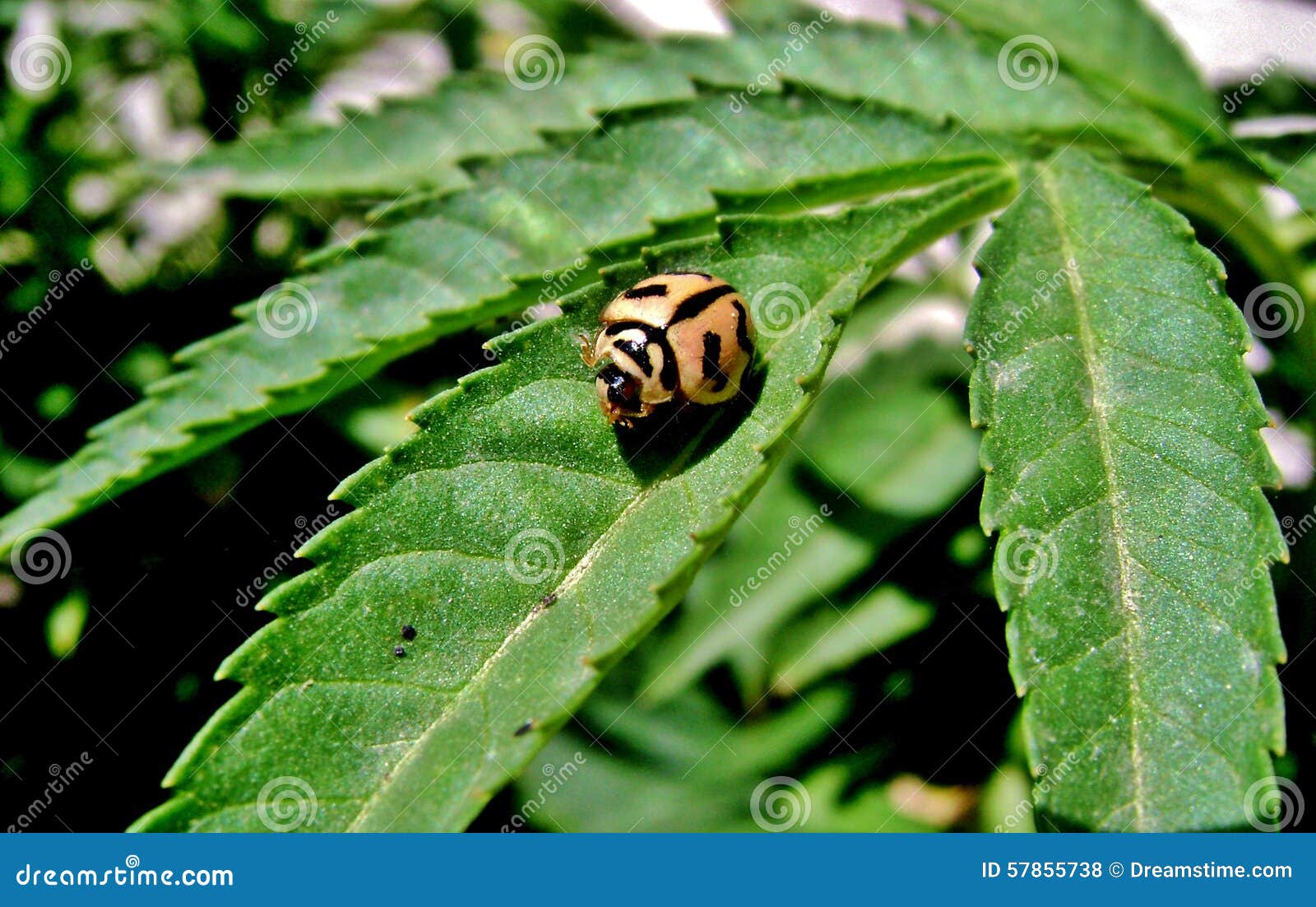 Leopard Beetle. stock photo. Image of beauty, bright - 57855738