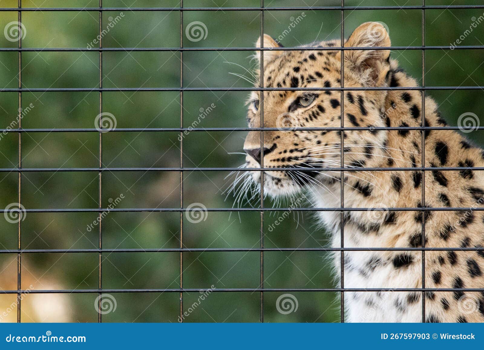 Leopard behind a fence stock image. Image of leopard - 267597903