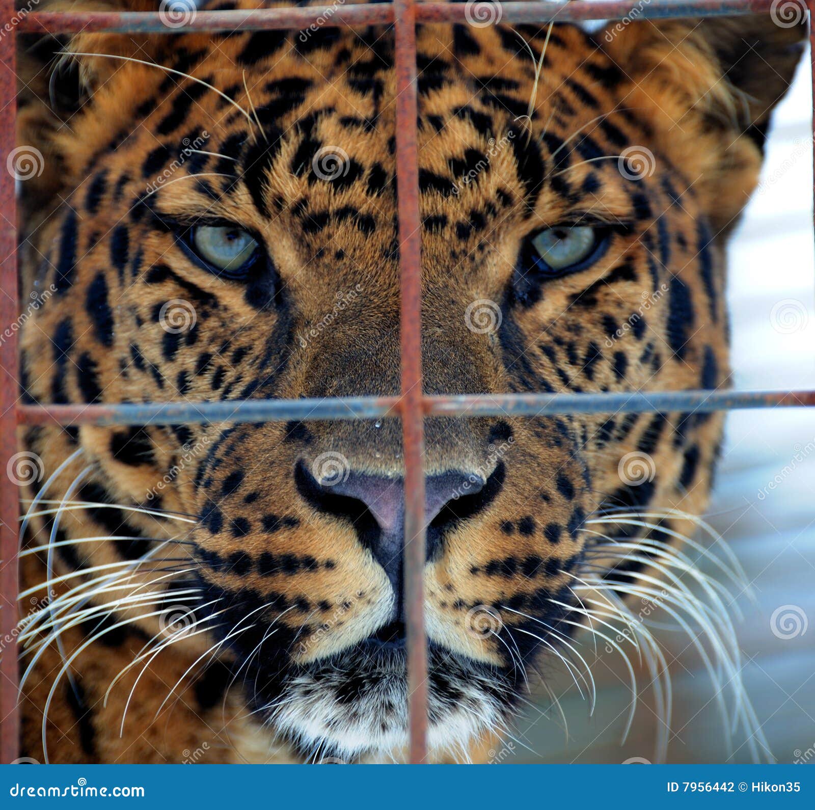 Leopard Behind Fence stock photo. Image of danger, wildlife - 7956442