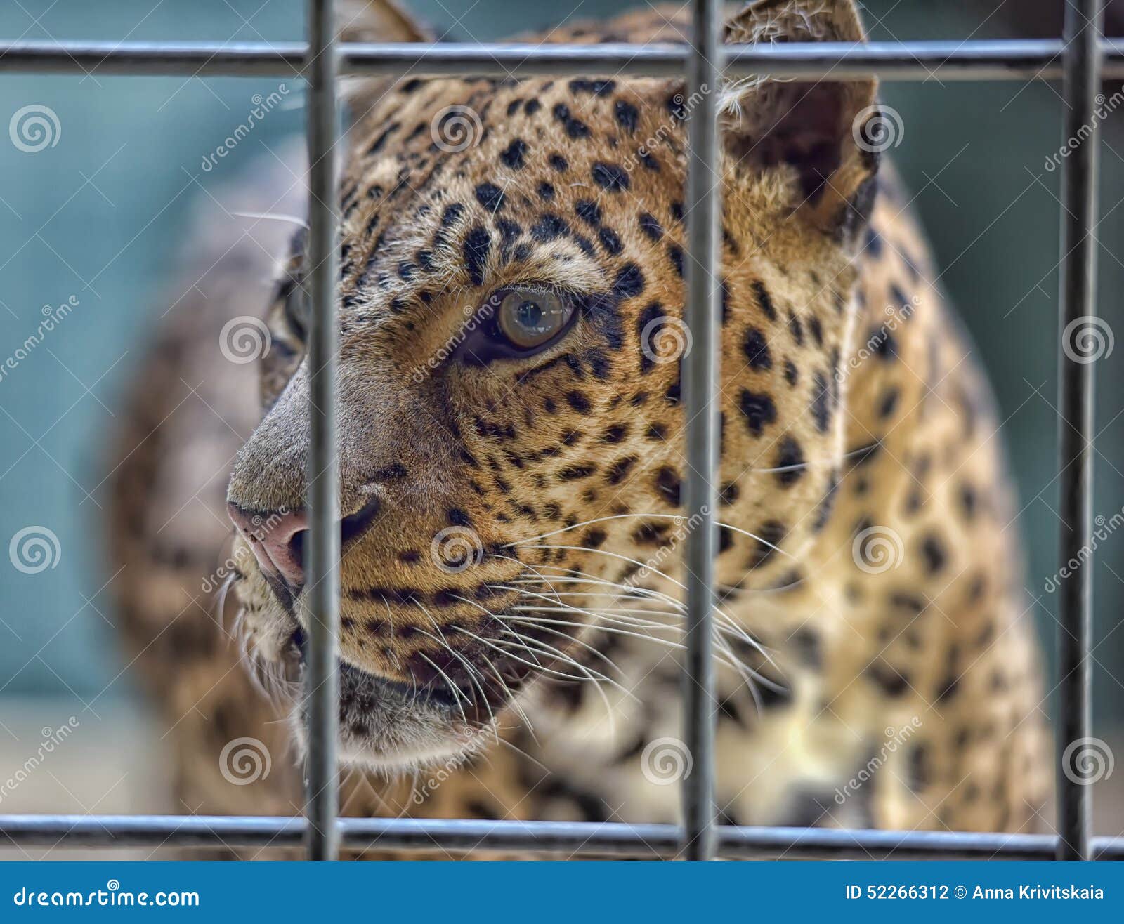 Leopard Behind Fence stock photo. Image of beauty, endangered - 52266312