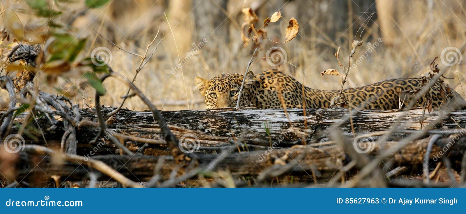 Leopard behind tree trunk stock image. Image of nature - 85627963