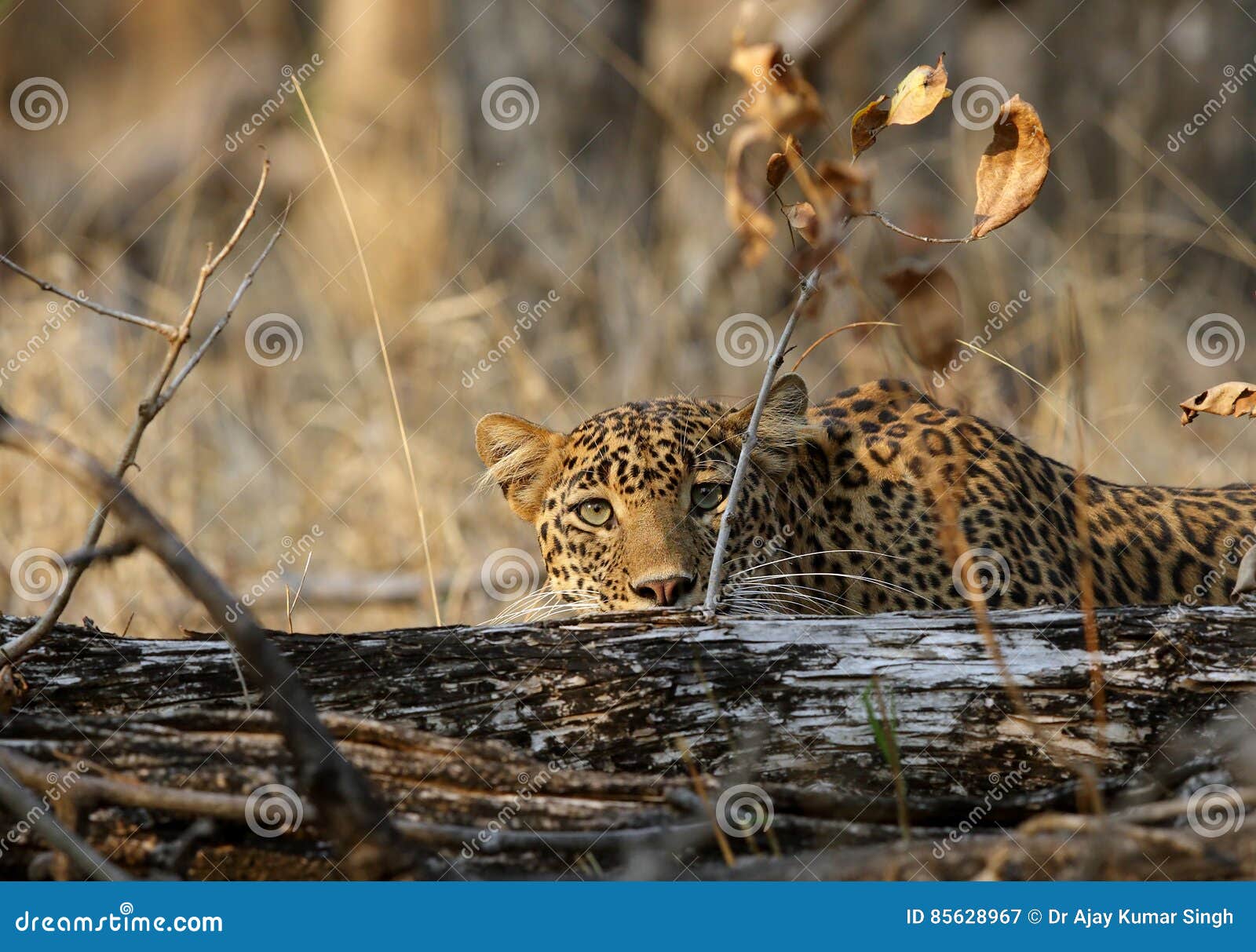 Leopard behind tree trunk stock image. Image of chordata - 85628967