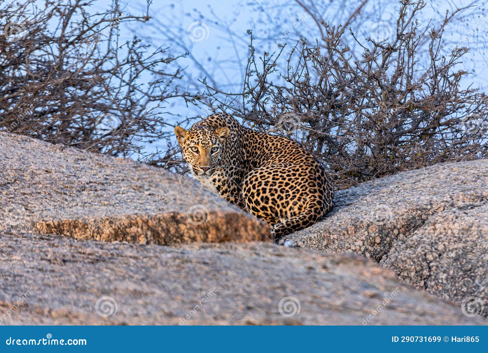 Leopard at Bera Jawai Bandh, Rajasthan, India Stock Image - Image of ...