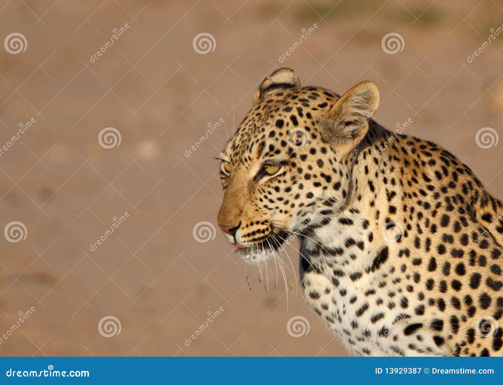 Leopard big spotted cat stock image. Image of safari - 13929387