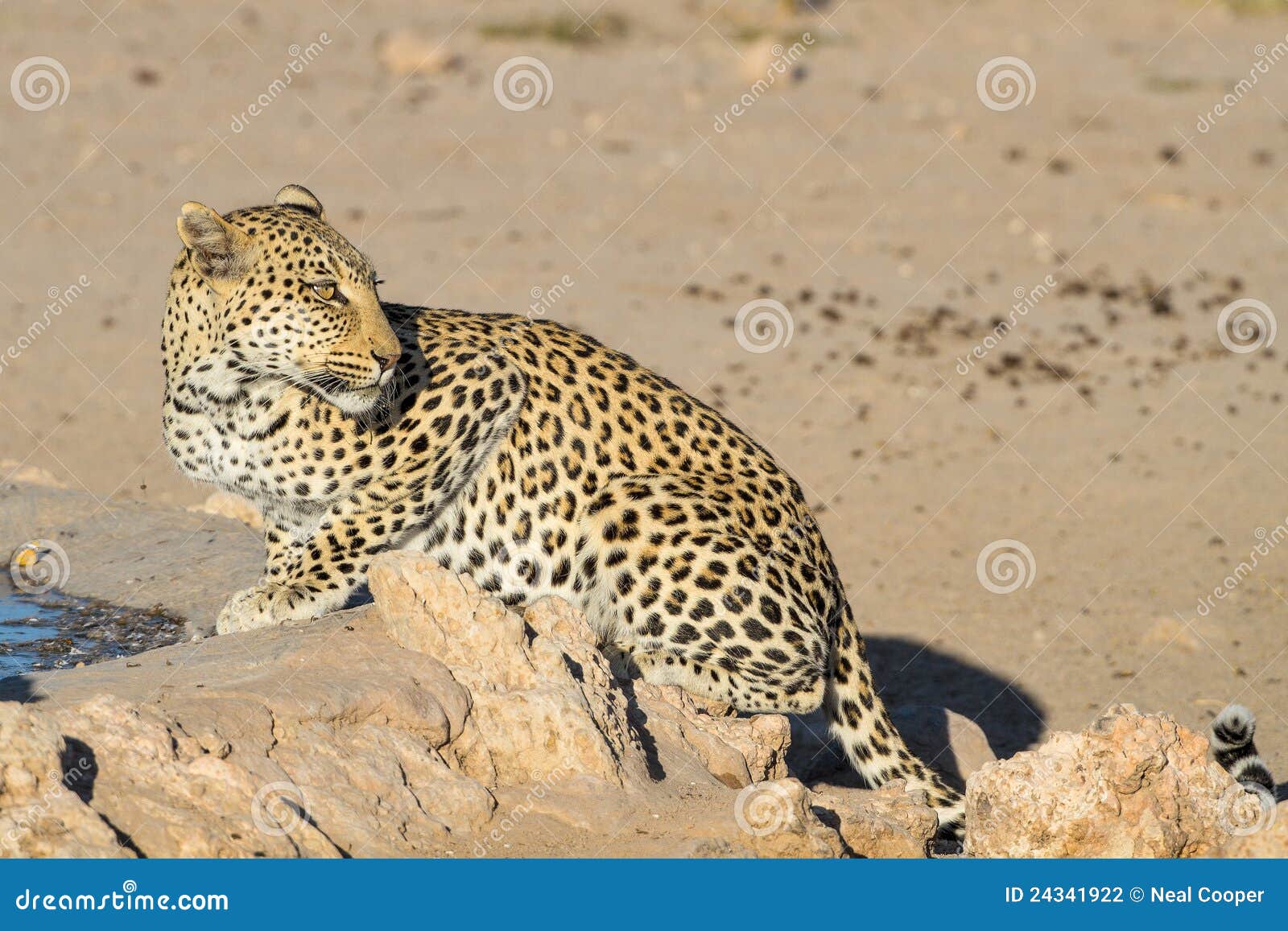 Leopard big spotted cat stock photo. Image of concentration - 24341922