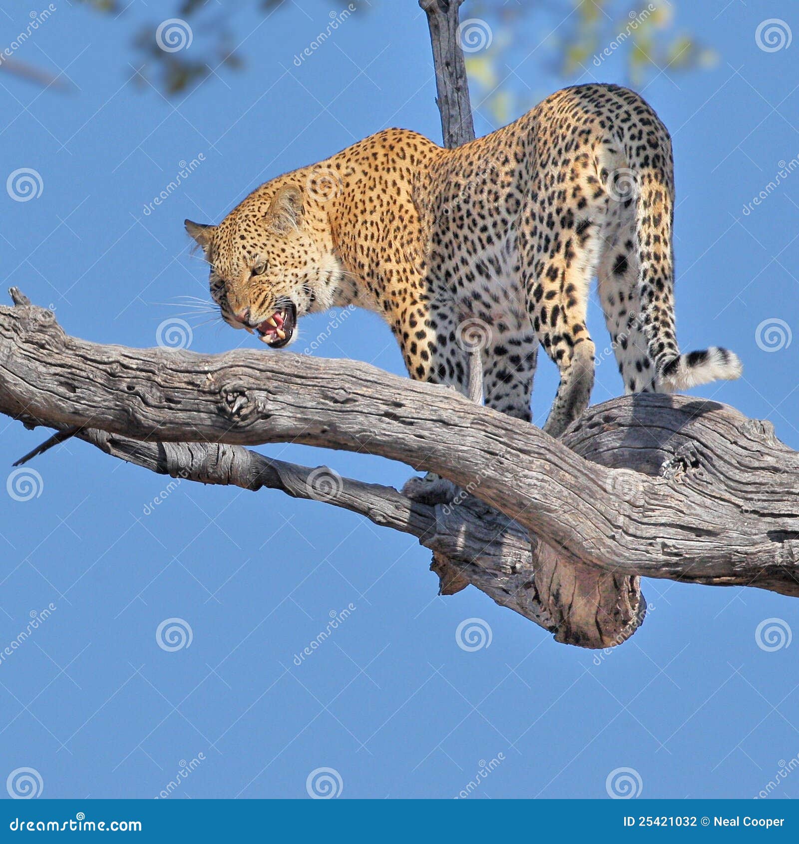 Leopard big spotted cat stock photo. Image of panthera - 25421032