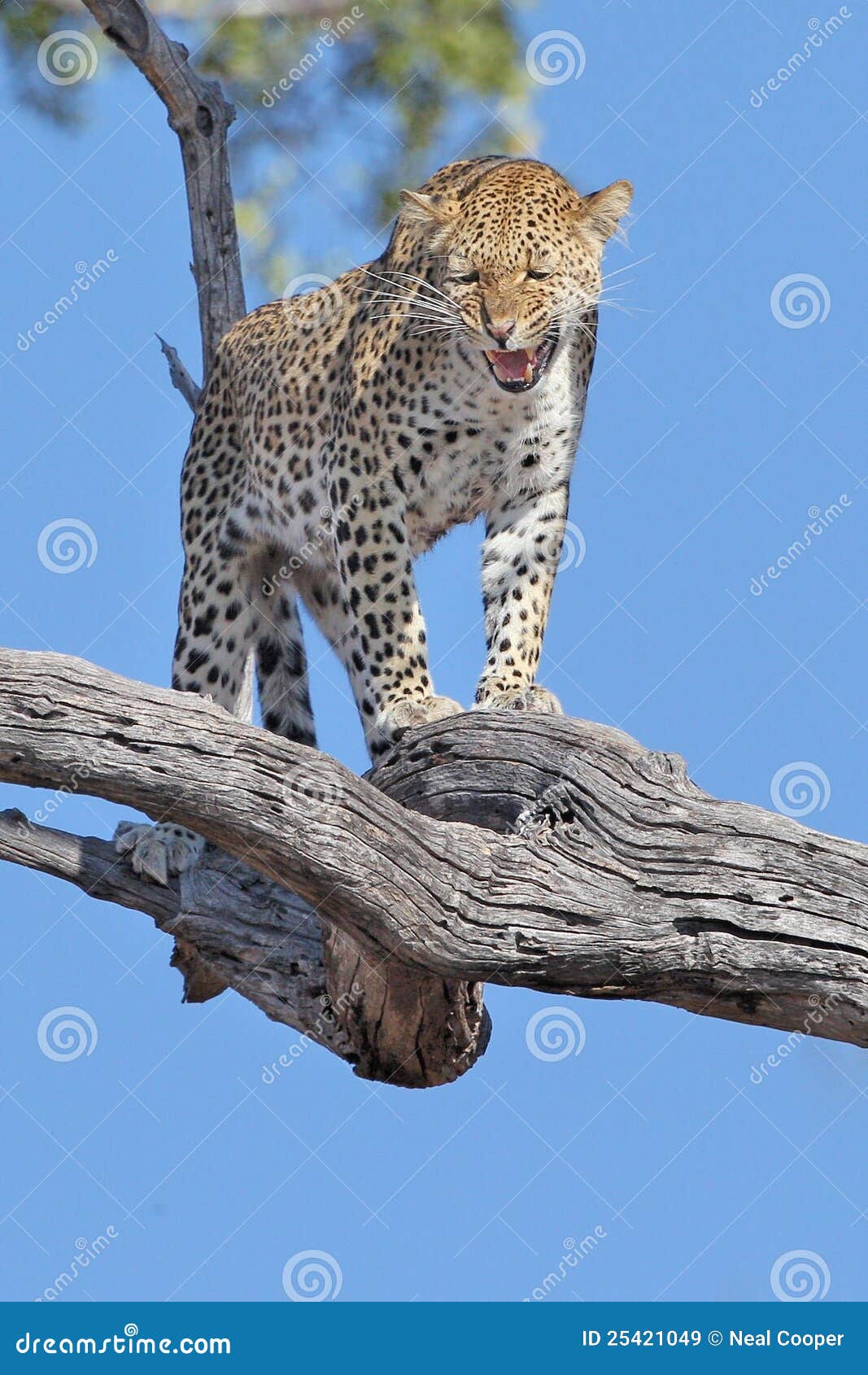 Leopard big spotted cat stock image. Image of concentration - 25421049