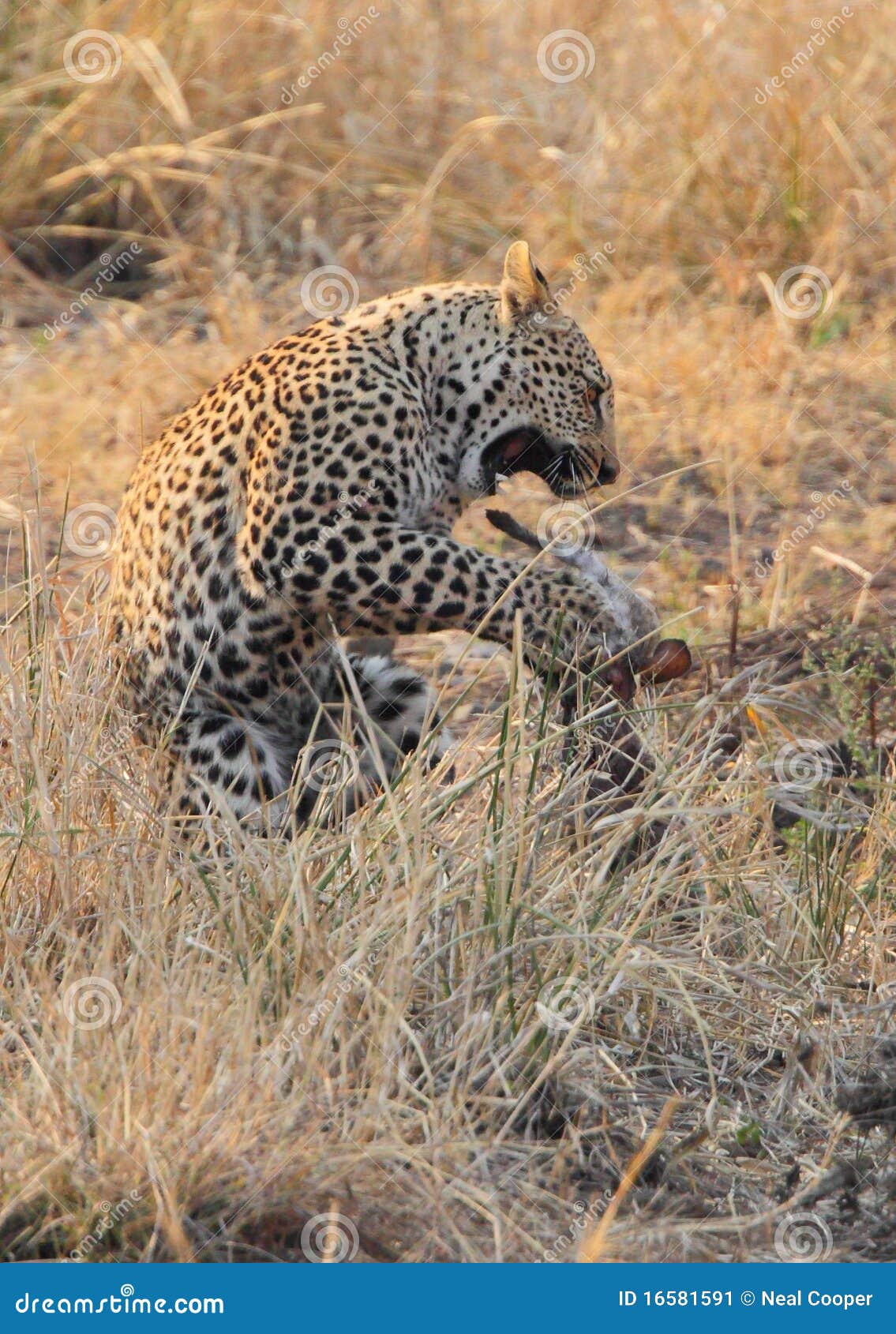 Leopard Big Spotted Cat Playing Stock Image - Image of africa, spots ...