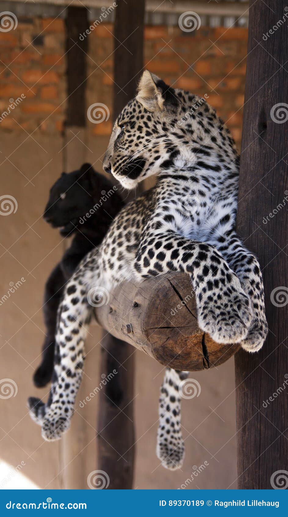 Leopard and black leopard stock image. Image of innocent - 89370189