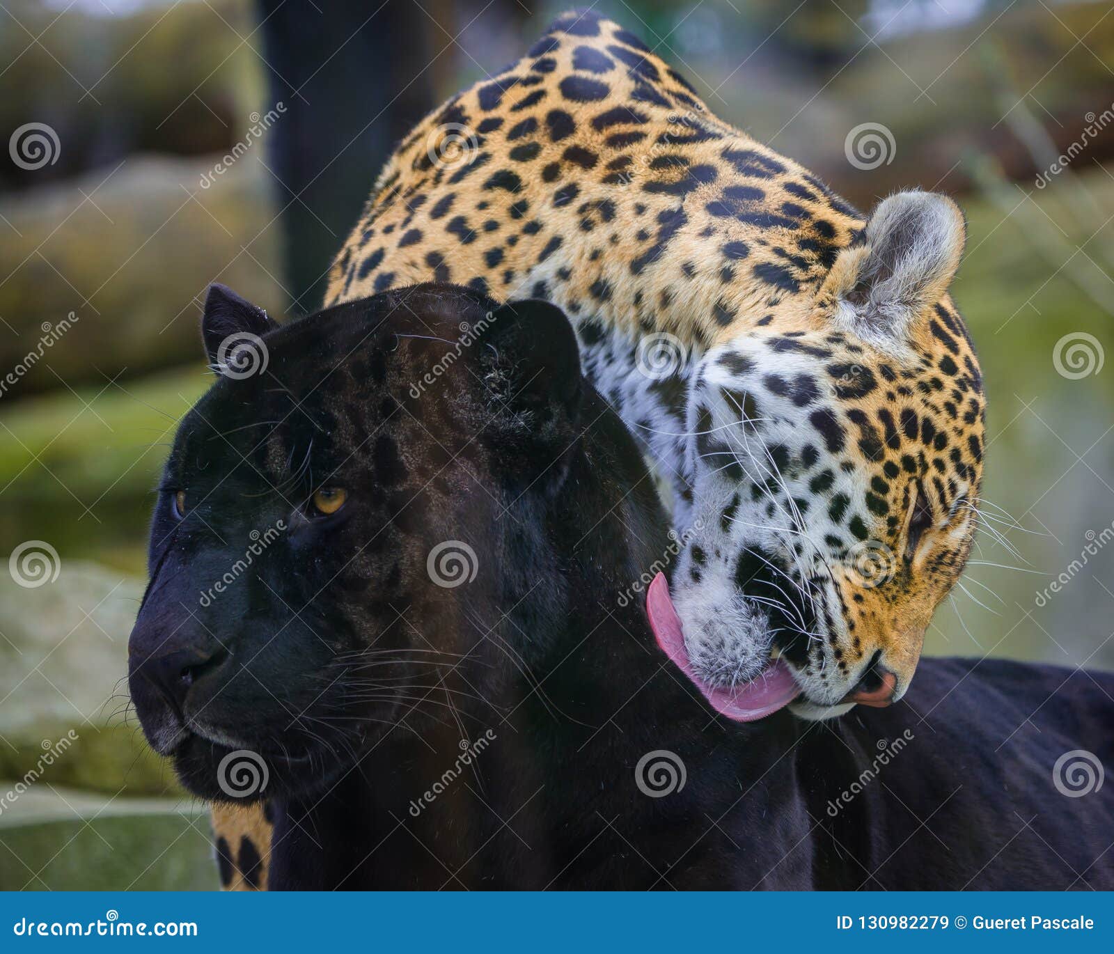 Leopard and black leopard stock image. Image of panther - 130982279