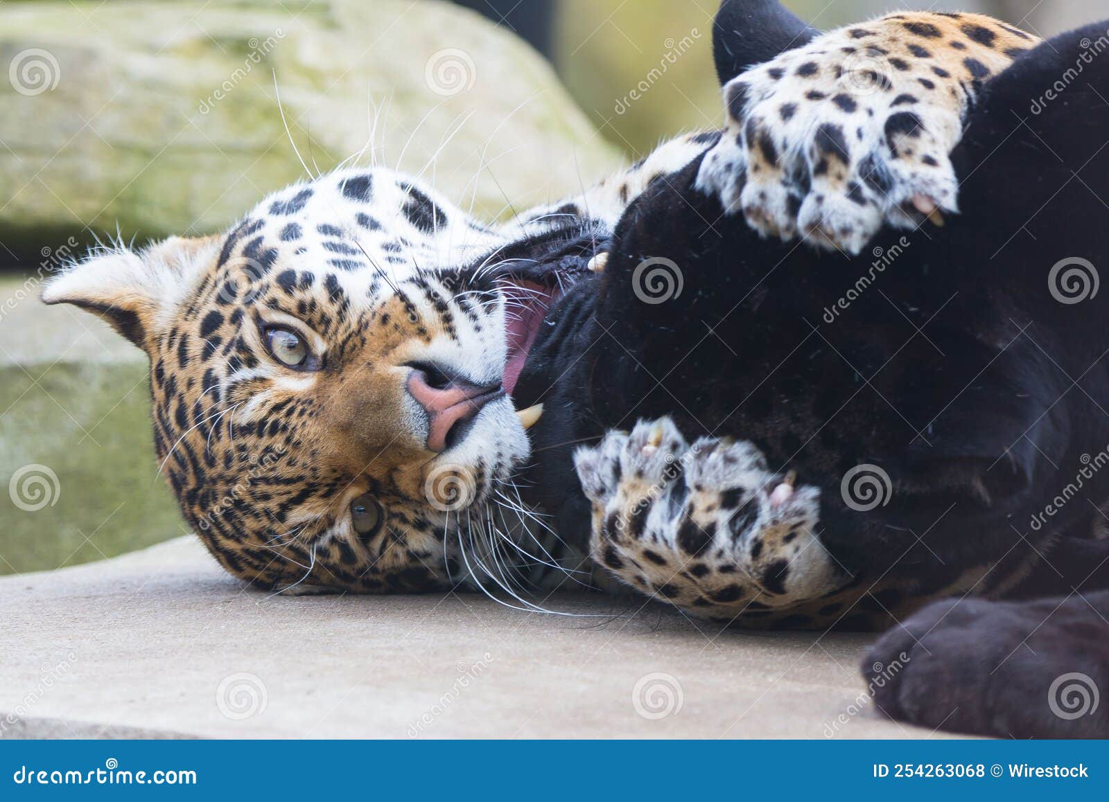 Leopard and Black Leopard, Panthers Playing Together Stock Photo ...