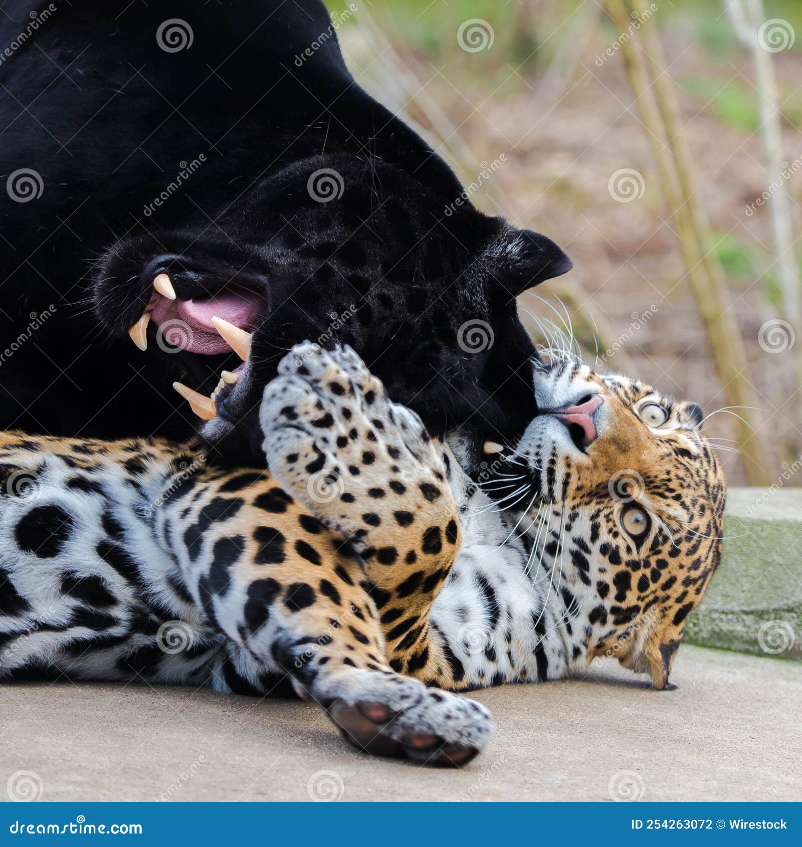 Leopard and Black Leopard, Panthers Playing Together Stock Photo ...