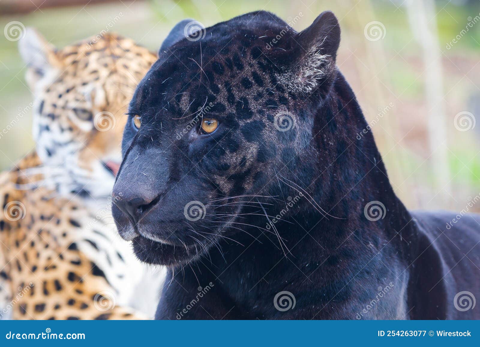 Leopard and Black Leopard, Panthers Playing Together Stock Image ...