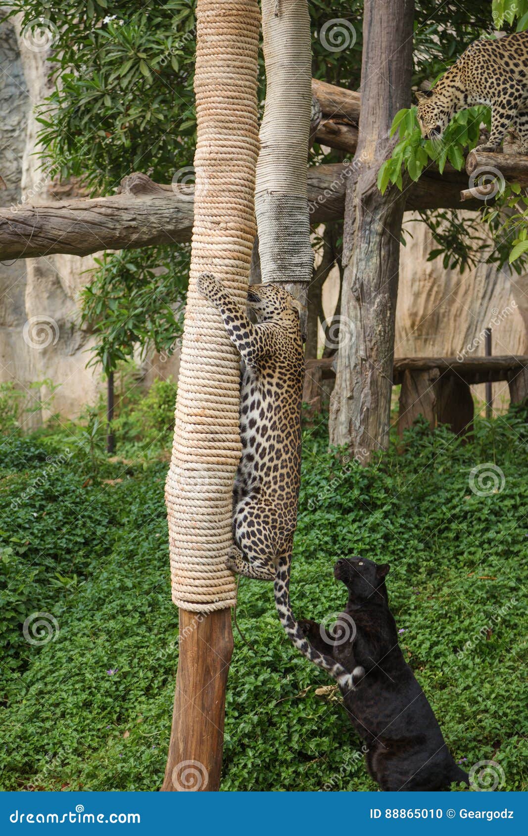 Leopard and Black Panther Playing a Rope Stock Photo - Image of ...