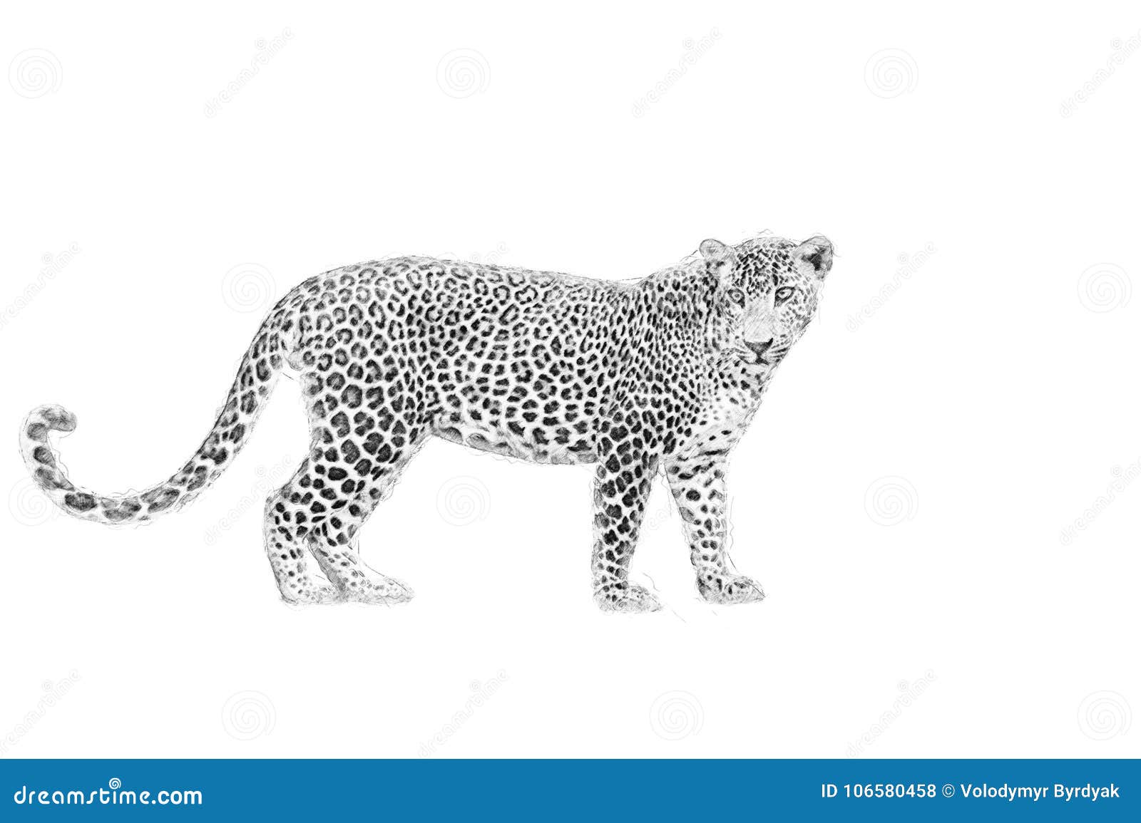 Leopard. Sketch with Pencil Stock Illustration - Illustration of ...