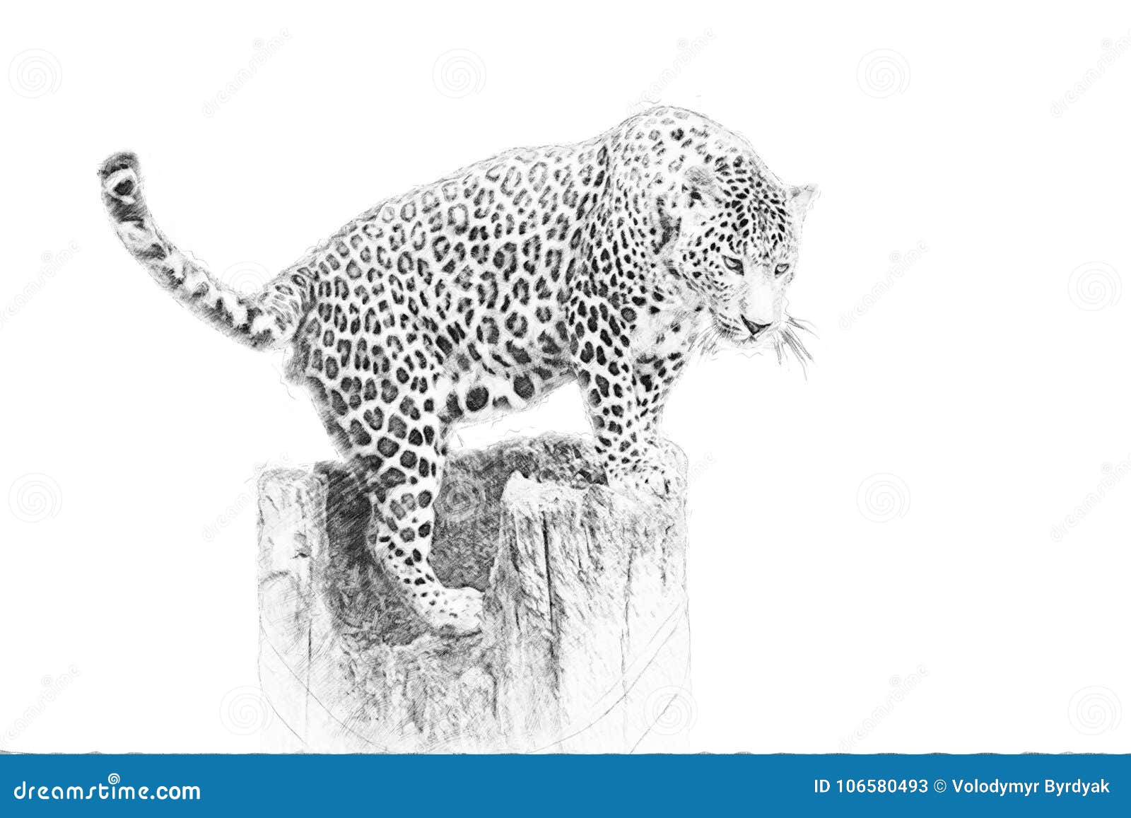 Leopard, Pencil Drawing Of Panthera Pardus Head Cartoon Vector ...