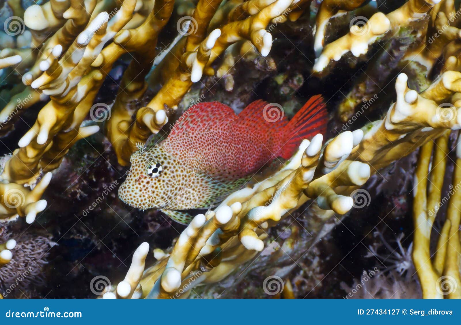 Leopard Blenny Exallias Brevis Undersea, Red Sea, Egypt, Sharm El ...