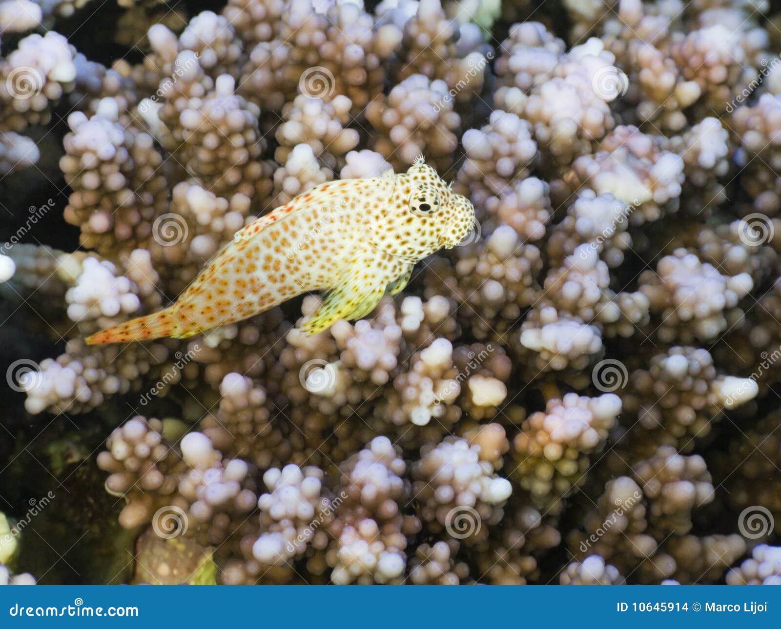 Leopard Blenny Exallias Brevis Undersea, Red Sea, Egypt, Sharm El ...