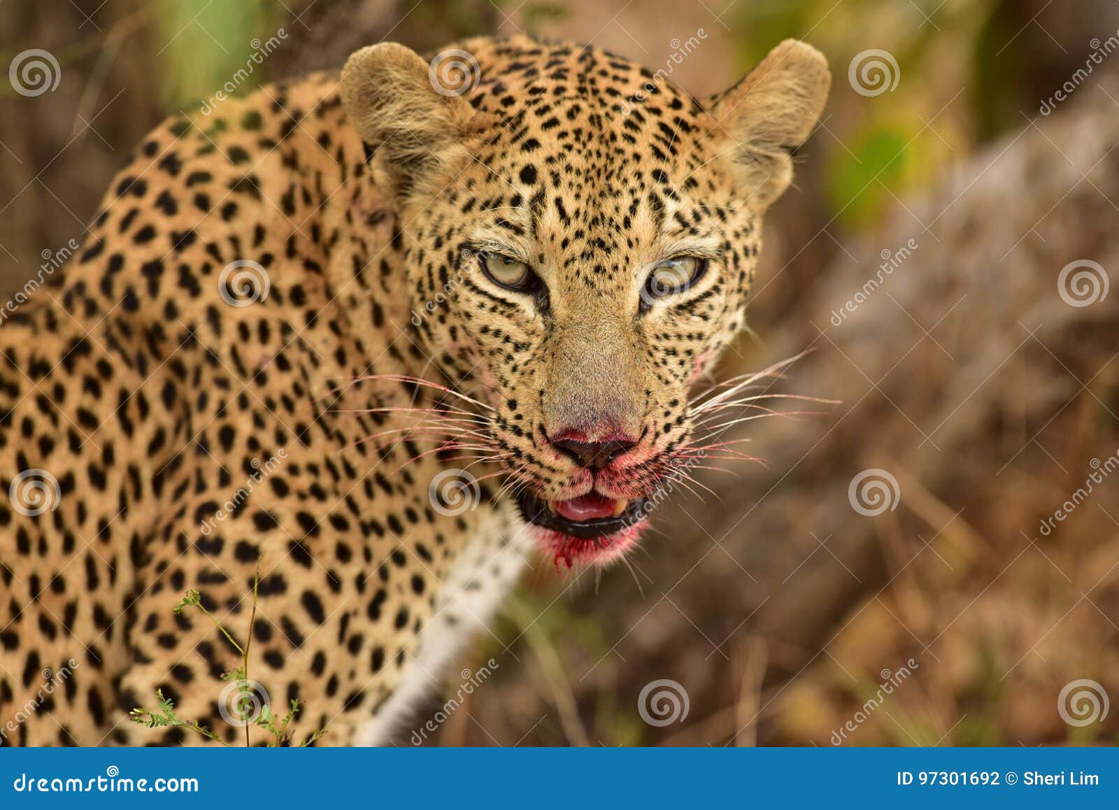 Leopard with blood on face stock photo. Image of game - 97301692