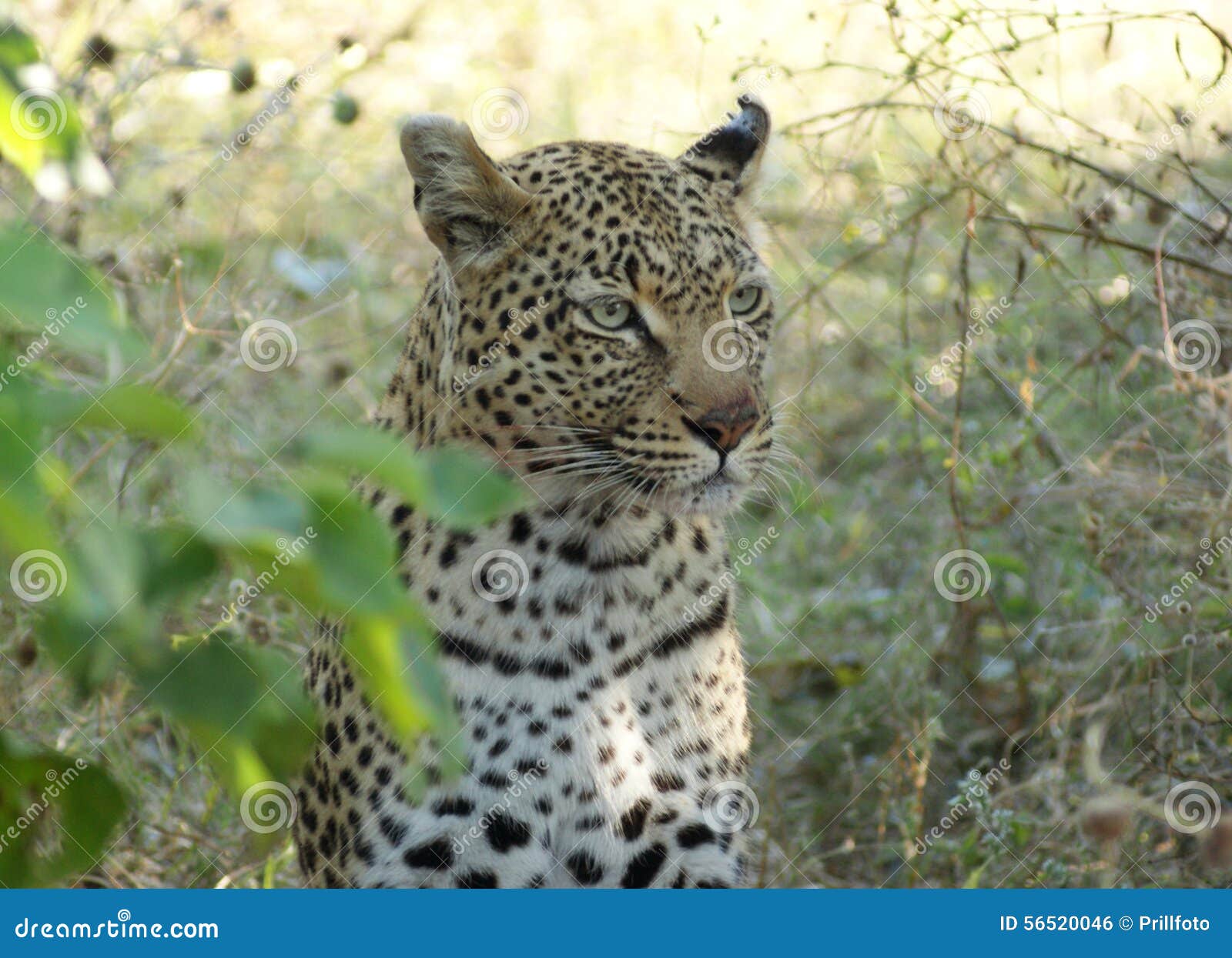 Leopard in Botswana stock photo. Image of game, predator - 56520046