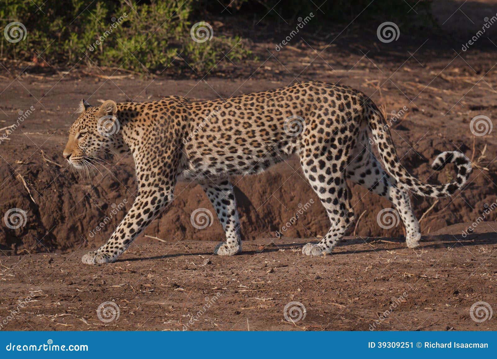 Leopard in Botswana stock image. Image of chobe, hunter - 39309251