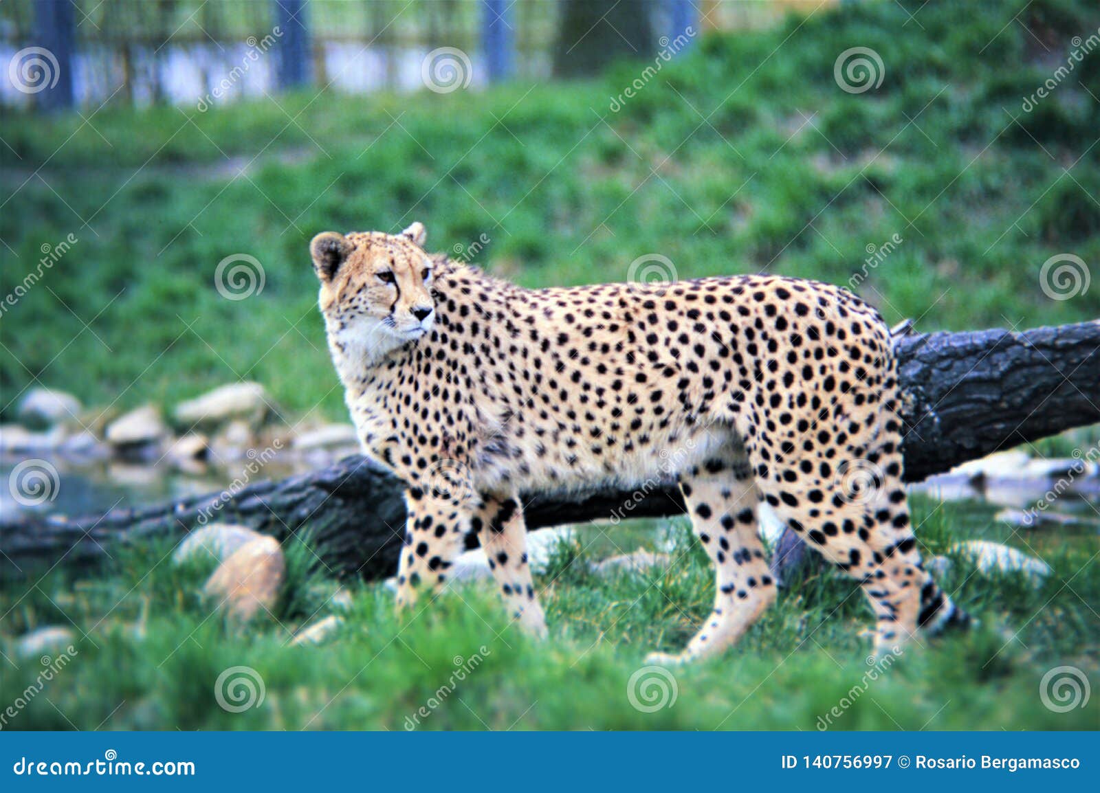 Leopard Brown White Aggressive Zoo Animal Wildlife Nature Stock Image ... Leopard Brown White Aggressive Zoo Animal Wildlife Nature Stock Image ...